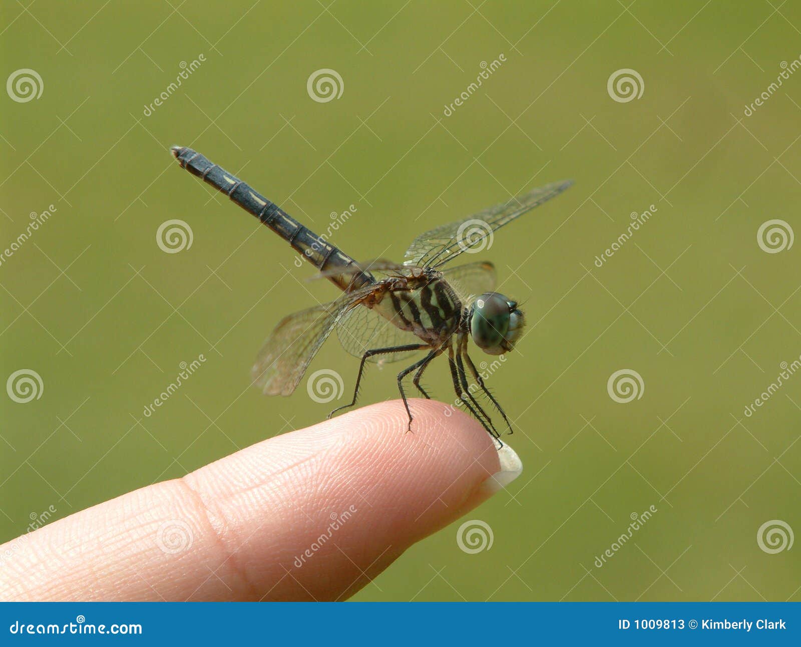 Dragonfly on finger stock image. Image of wildlife, dragonfly - 1009813