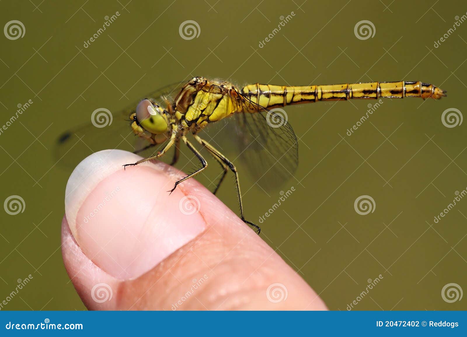 Dragonfly on finger stock photo. Image of friend, pose - 20472402