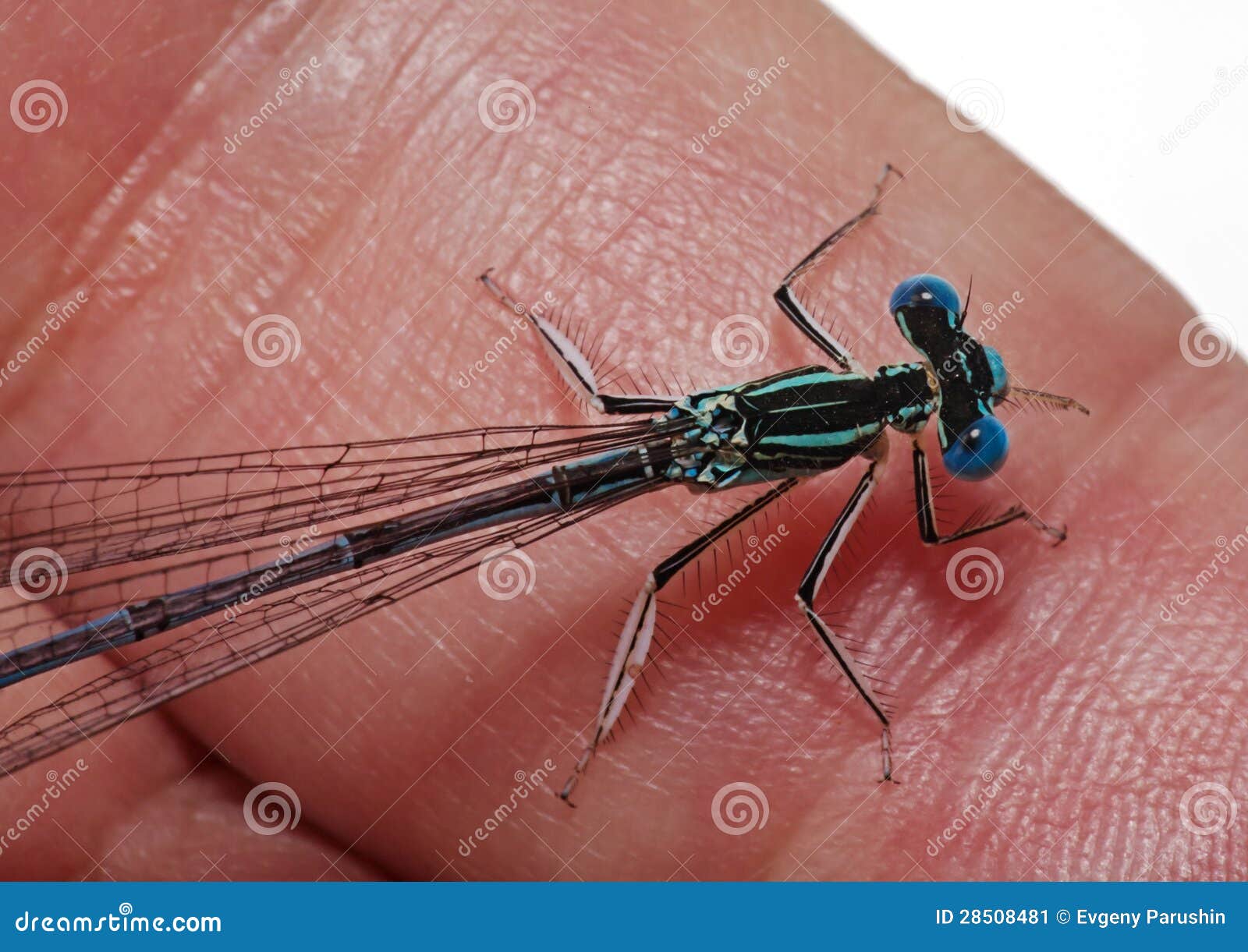 Dragonfly on finger stock image. Image of mesh, animal - 28508481