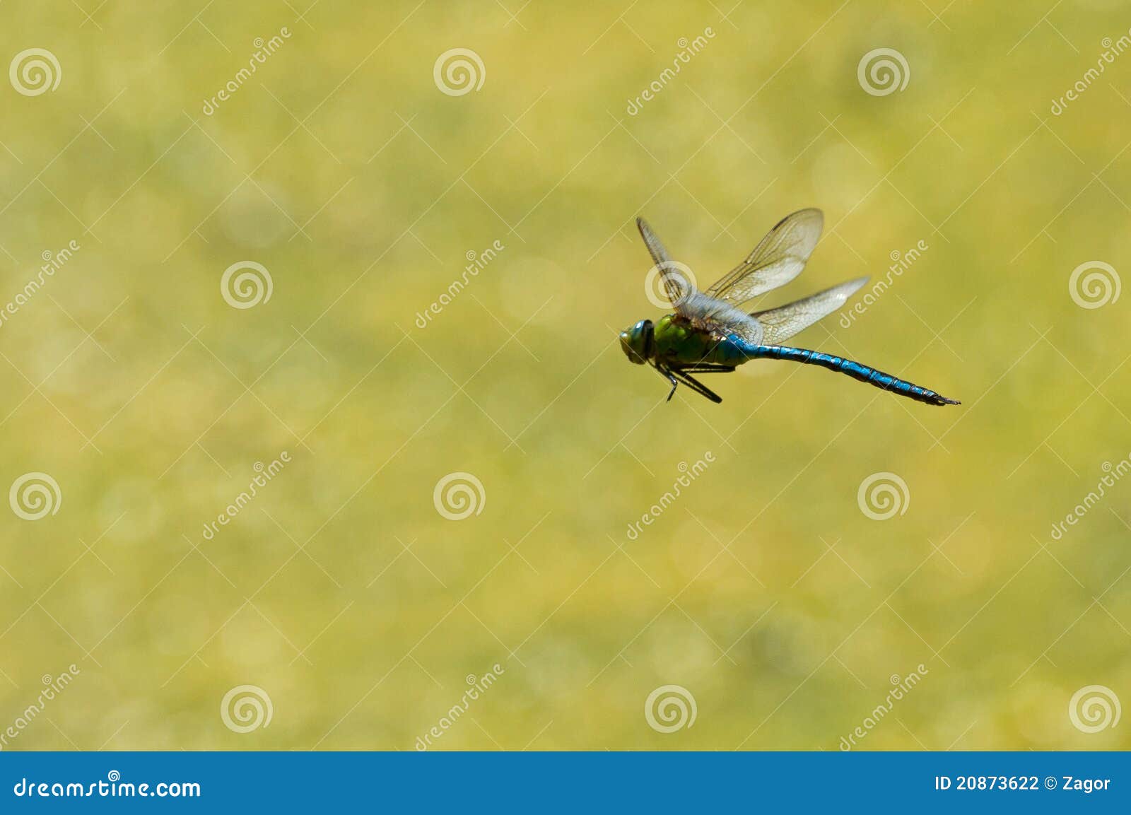Dragonfly in flight stock photo. Image of garden, colors - 20873622
