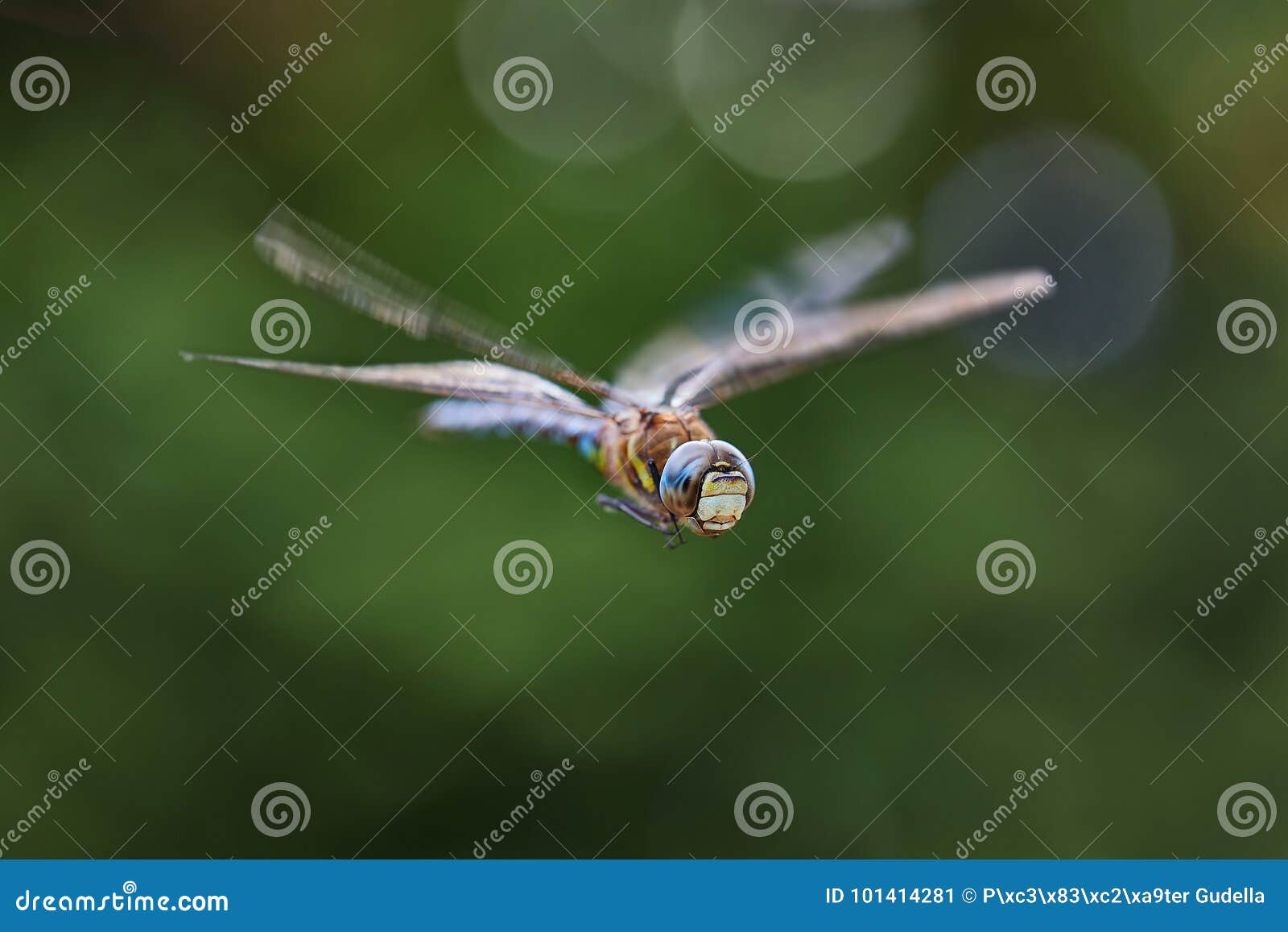 Dragonfly in flight stock image. Image of small, marshlands - 101414281
