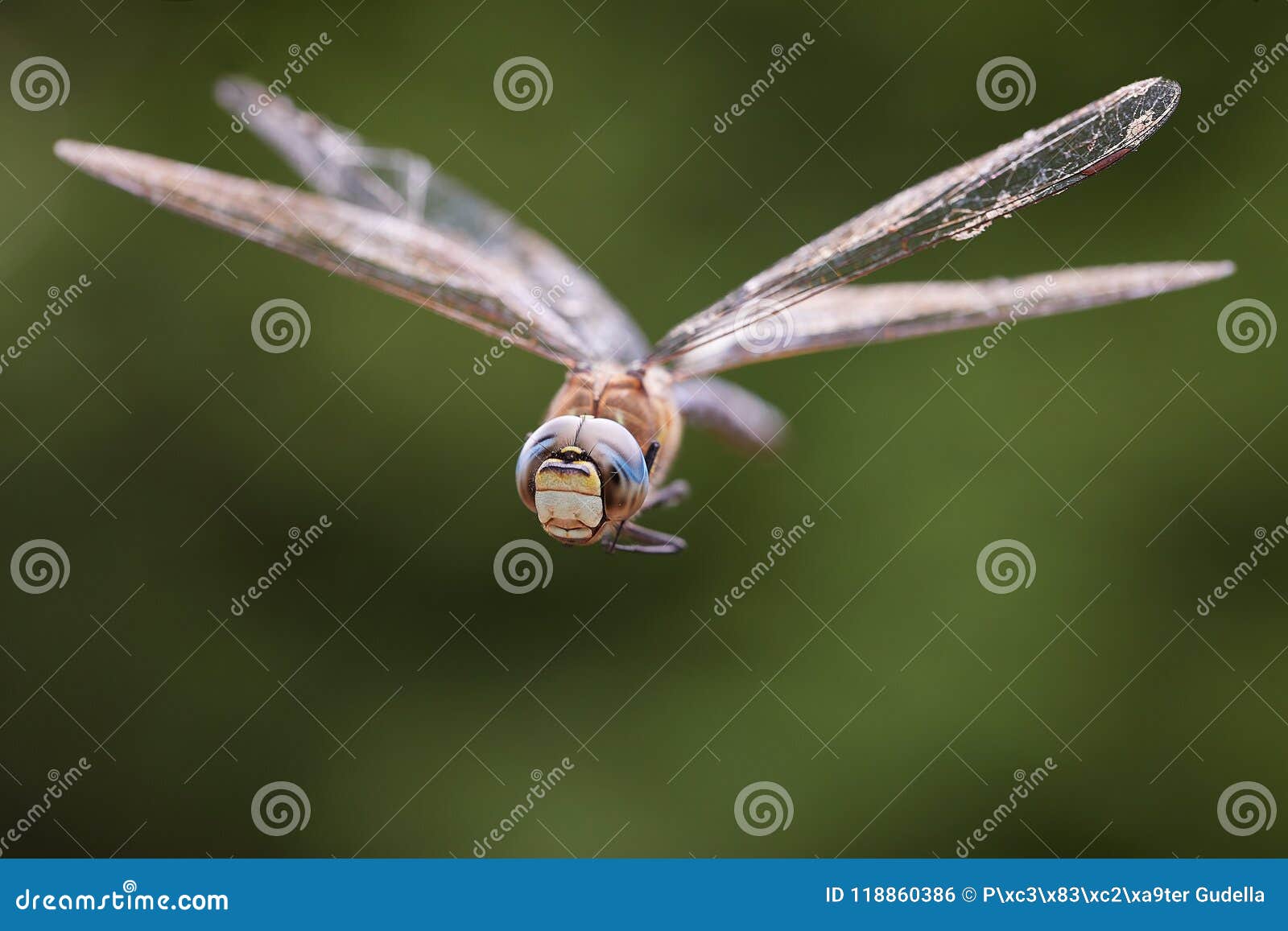 Dragonfly in flight stock photo. Image of animal, nature - 118860386