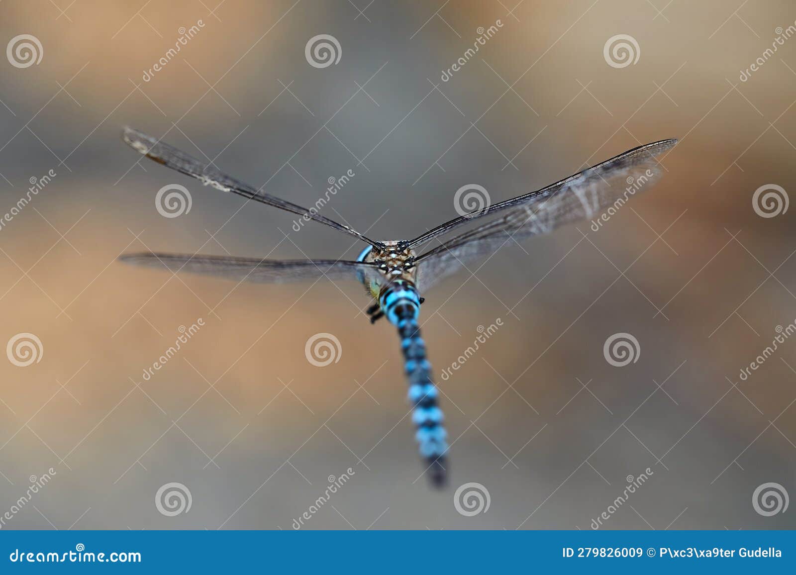 Dragonfly in flight stock image. Image of summer, insect - 279826009