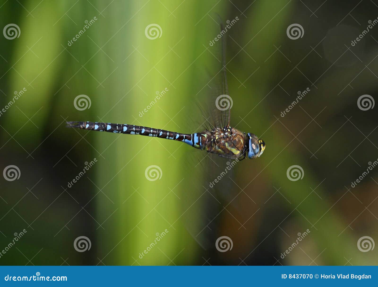 Dragonfly in Flight - Migrant Hawker Stock Photo - Image of migrant ...