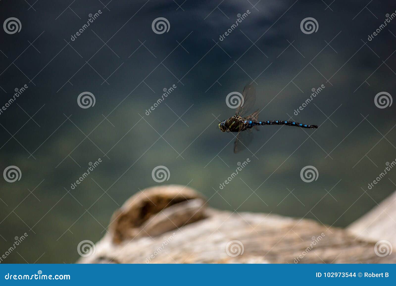 Dragonfly in flight stock photo. Image of insect, black - 102973544