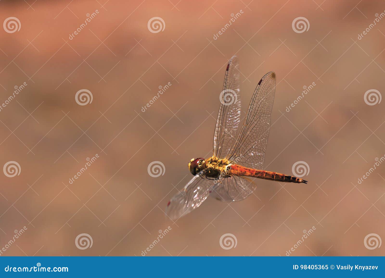 Dragonfly in flight stock image. Image of striolatum - 98405365