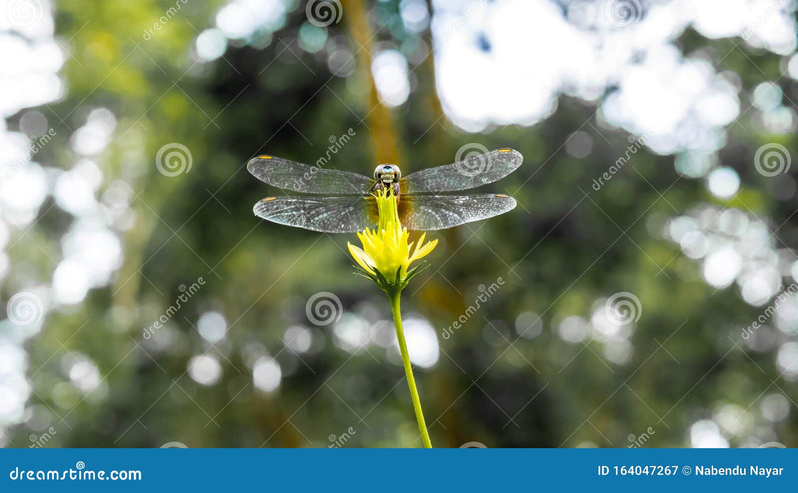 Dragonfly Symmetry Stock Image | CartoonDealer.com #80031451
