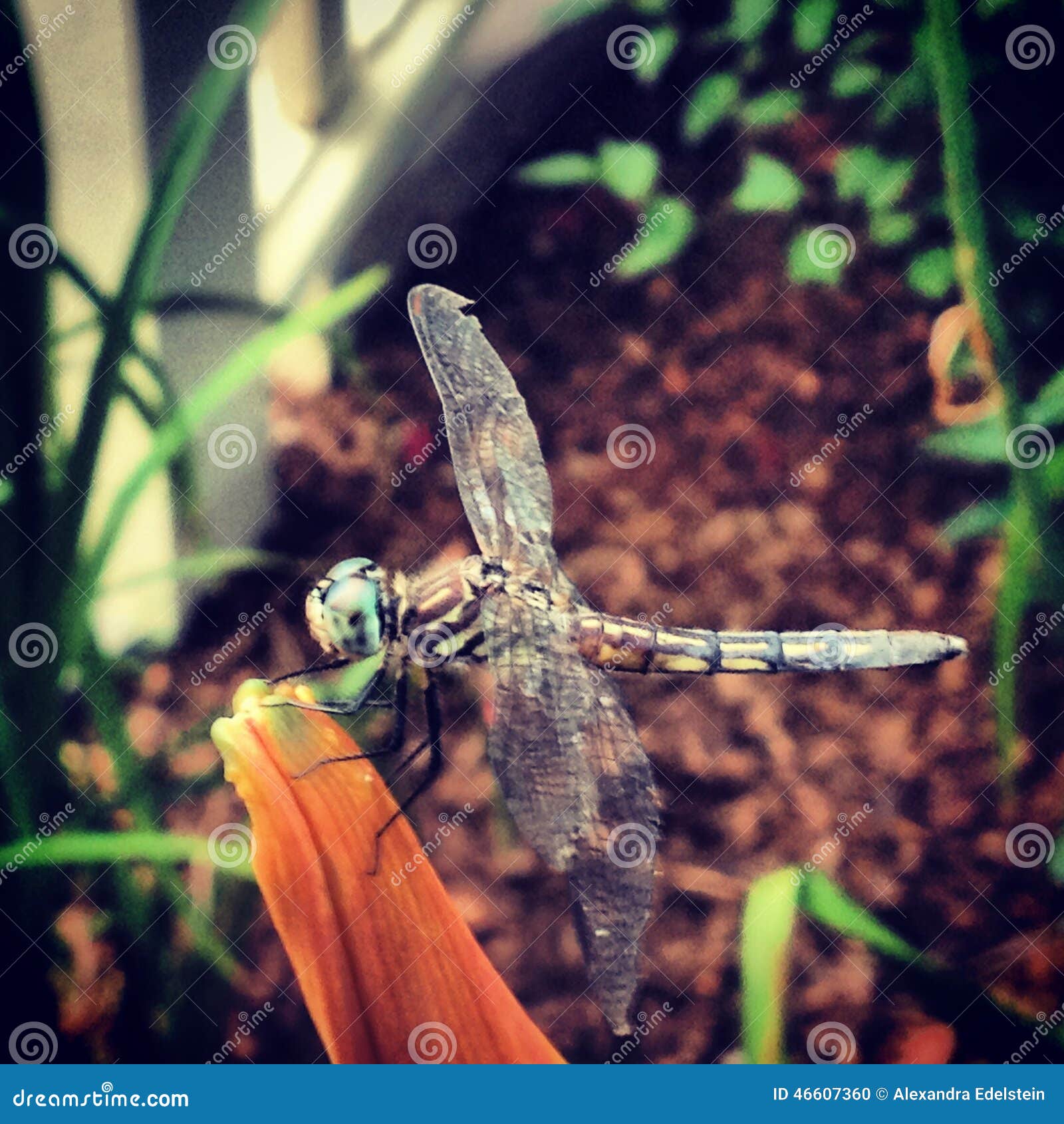 Dragonfly in Garden stock photo. Image of focus, blue - 46607360