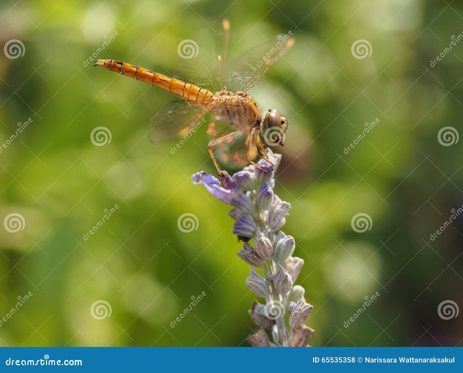 Dragonfly on a Flower with Prey in Mount Stock Photo - Image of detail ...