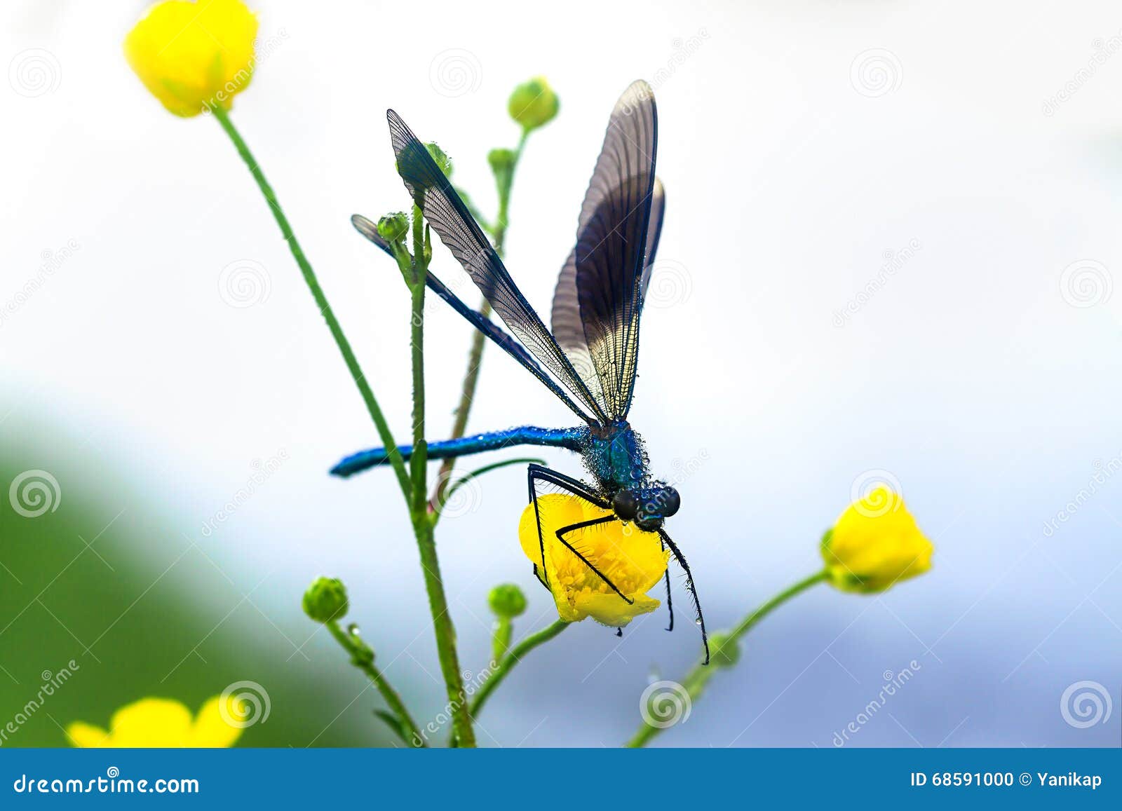 Dragonfly on a Flower on a Spring Meadow Stock Photo - Image of animal ...
