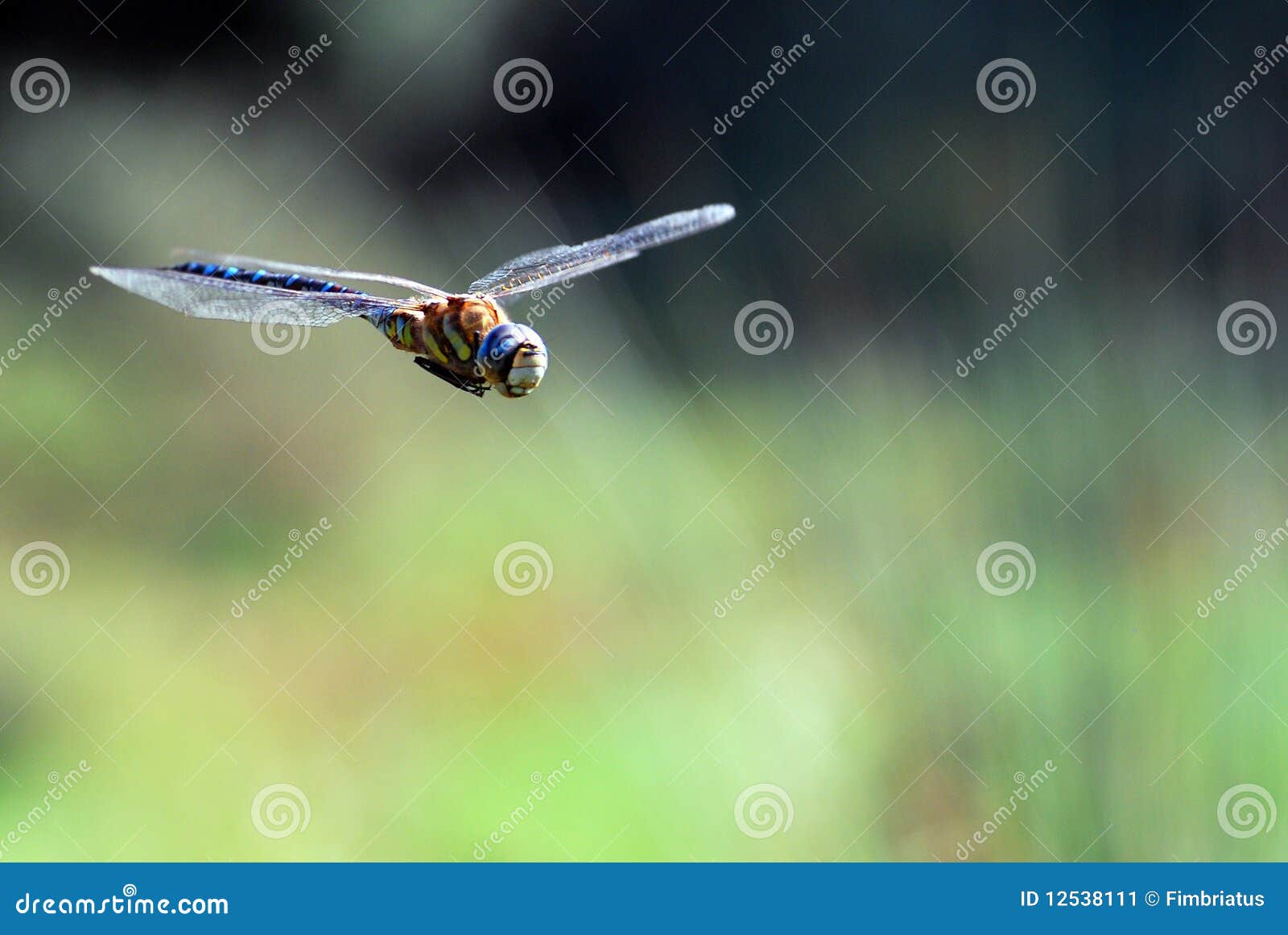 Dragonfly flying stock image. Image of dragonfly, hovering - 12538111