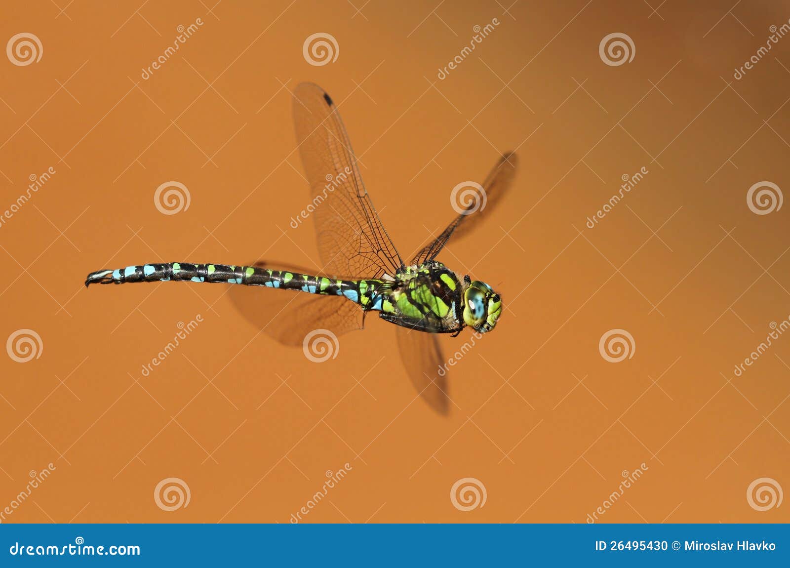 Dragonfly flying stock photo. Image of animal, nature - 26495430