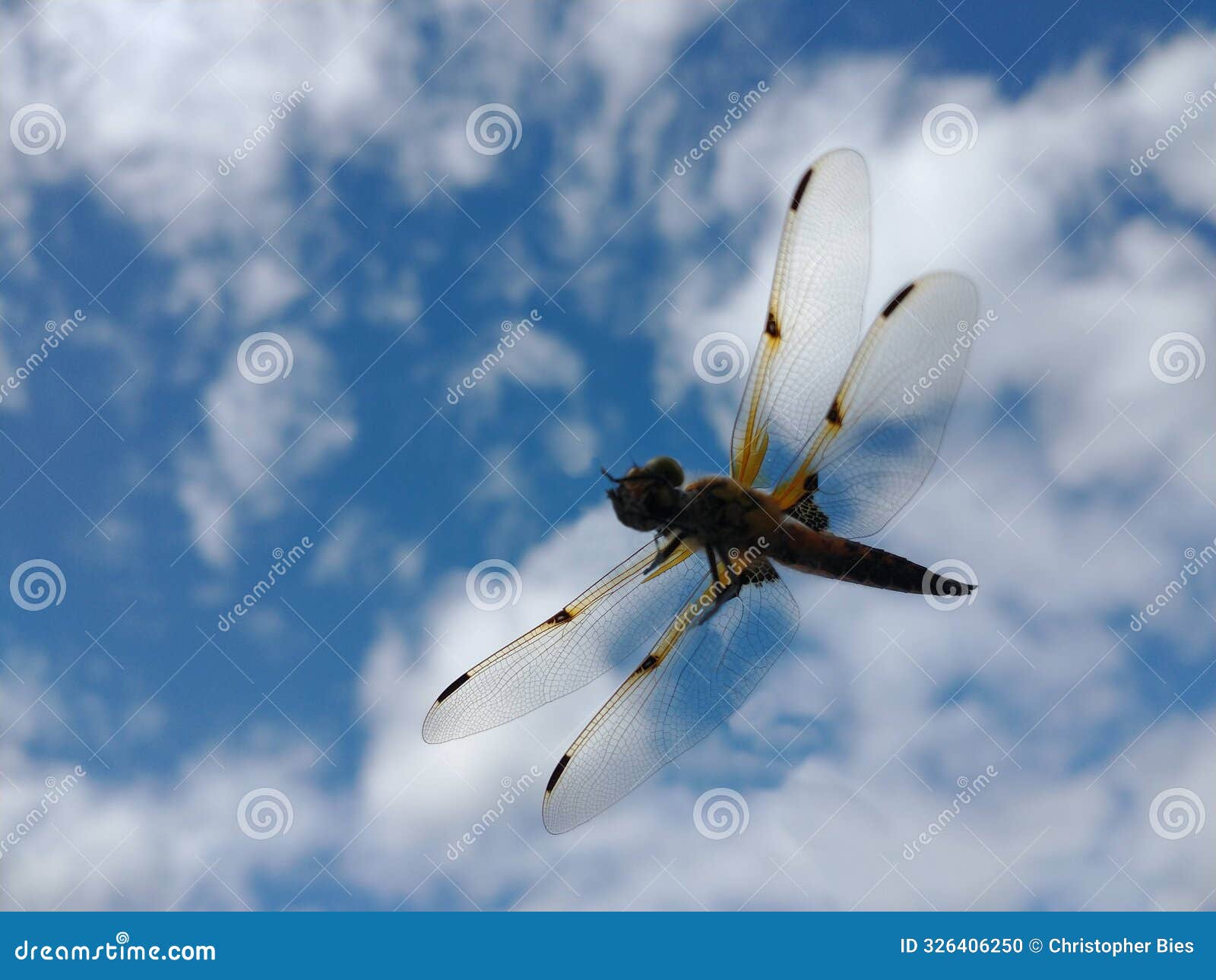 Dragonfly Flying through the Air Stock Photo - Image of background ...