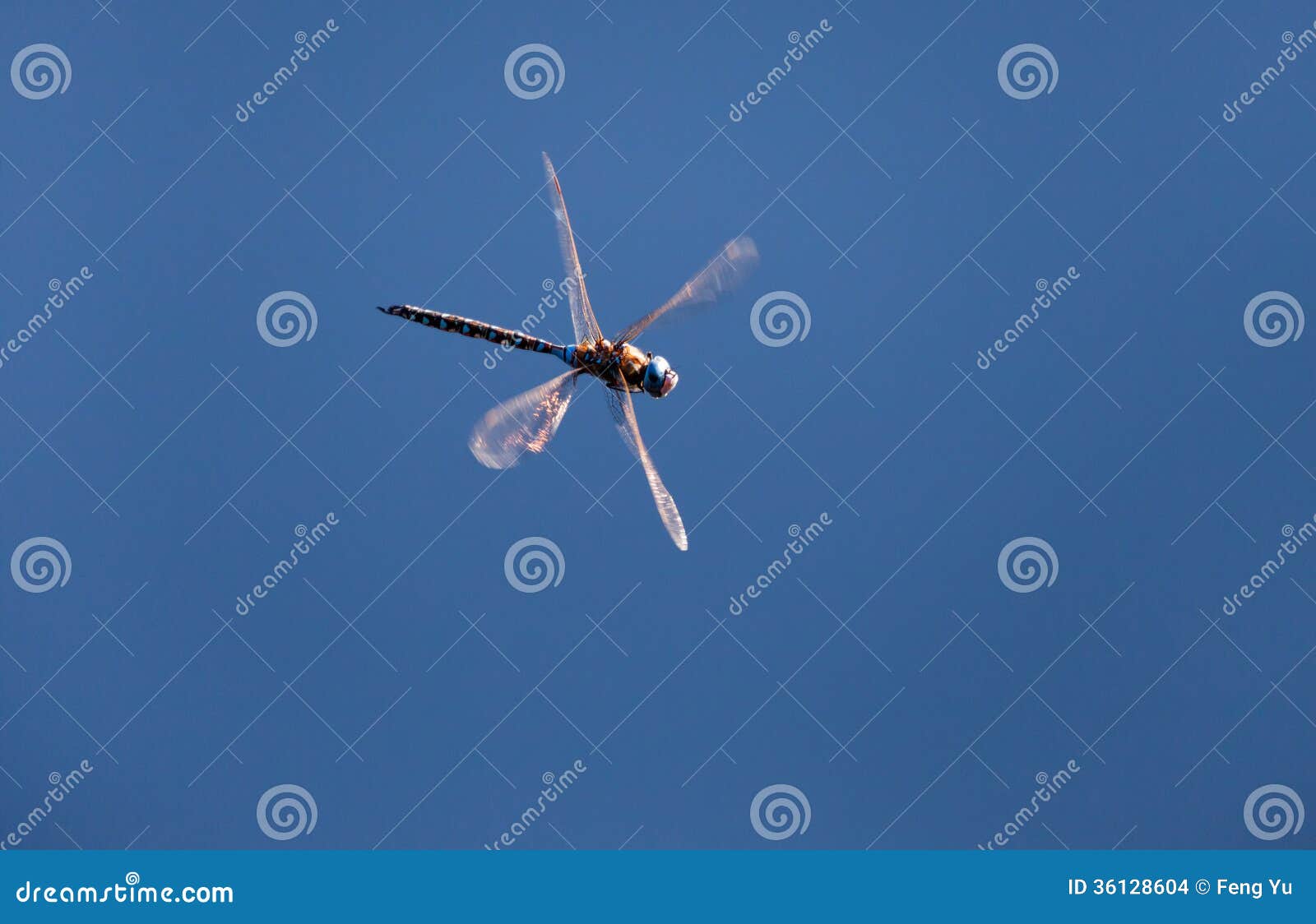 Dragonfly stock photo. Image of full, dragonfly, blue - 36128604