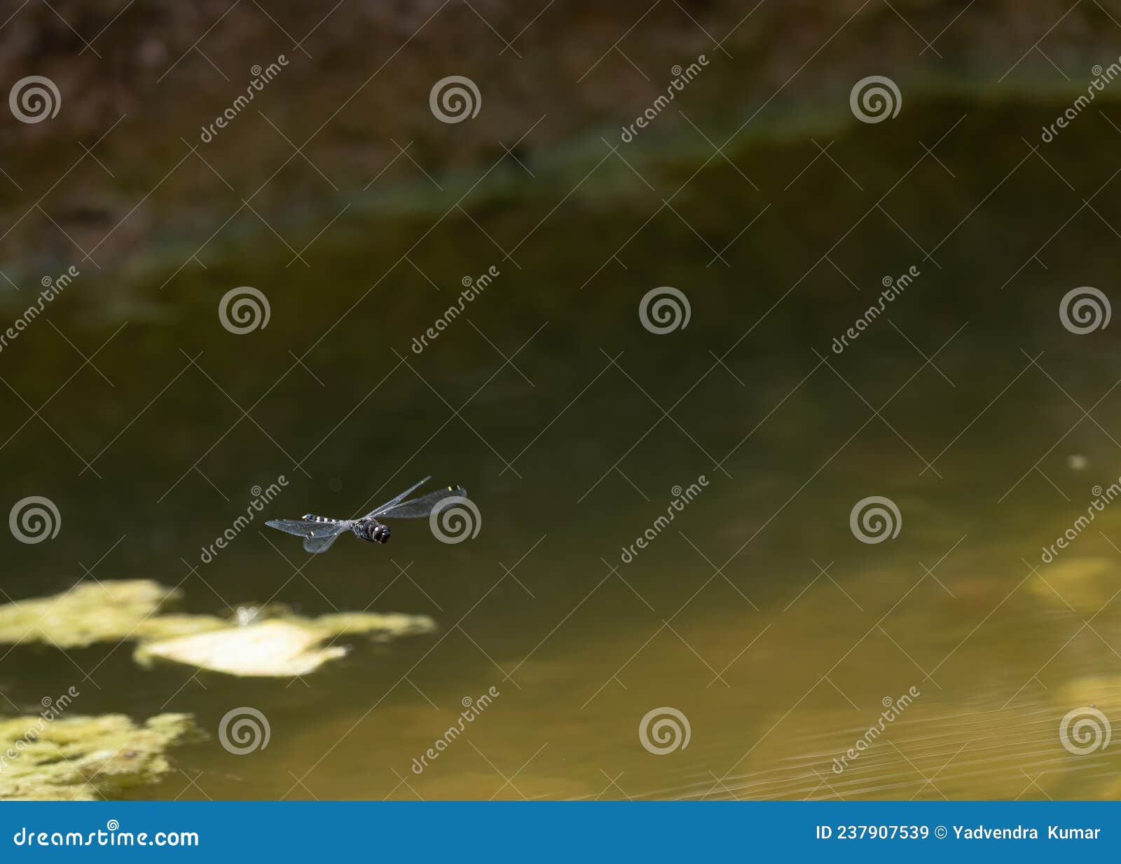 Dragonfly Flying Over a Pond Stock Image - Image of duck, white: 237907539