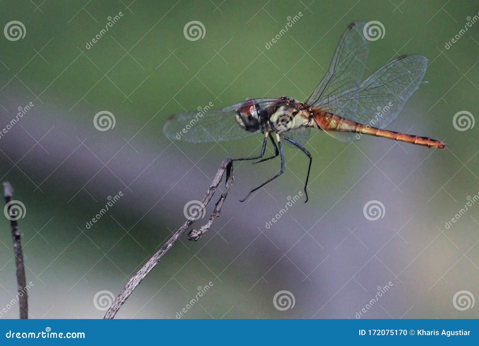 Dragonfly Flying Wings Detail Macro Close Up Stock Photo - Image of ...