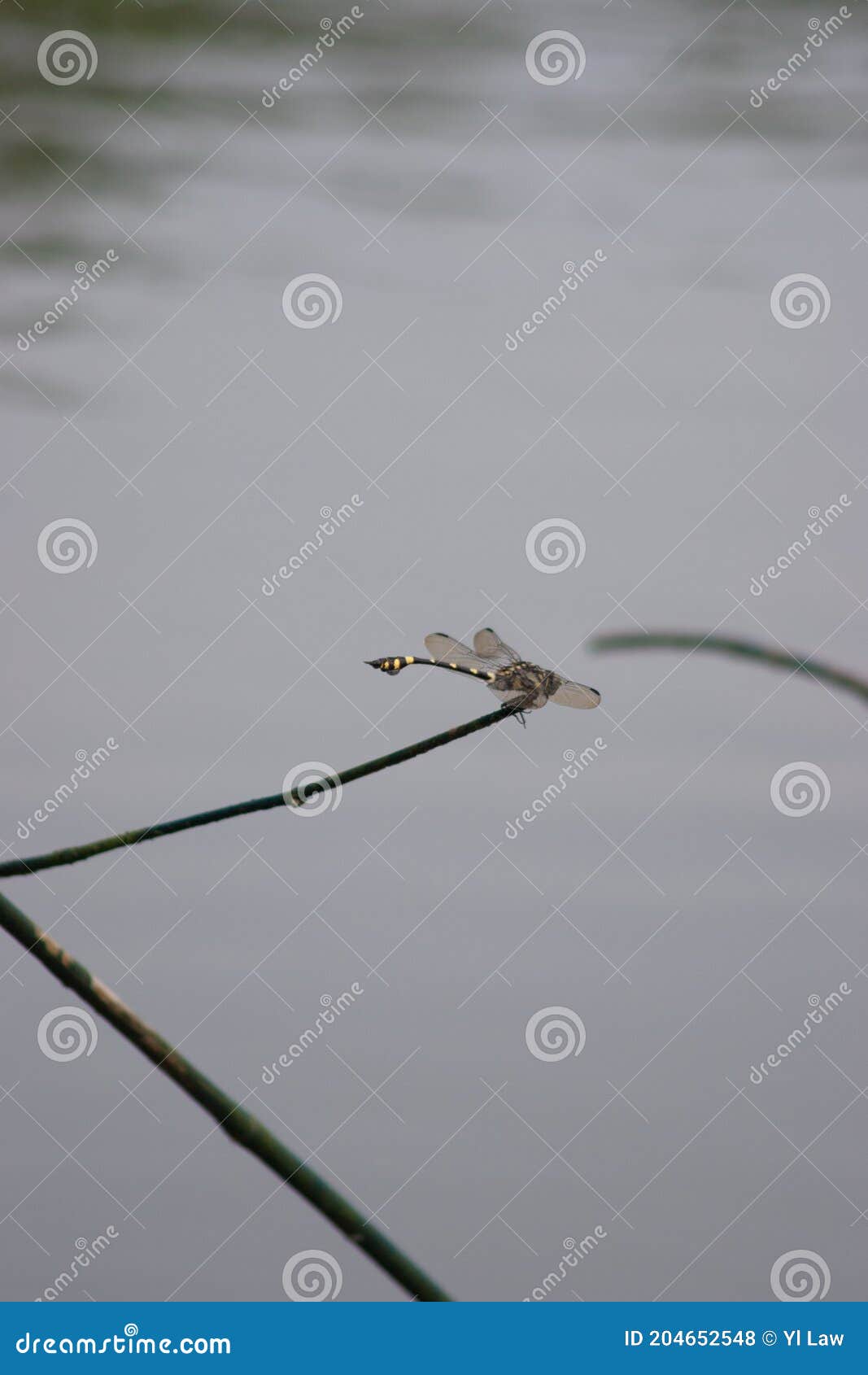 Dragonfly Flying in a Zen Garden. Nature, Background Stock Photo ...