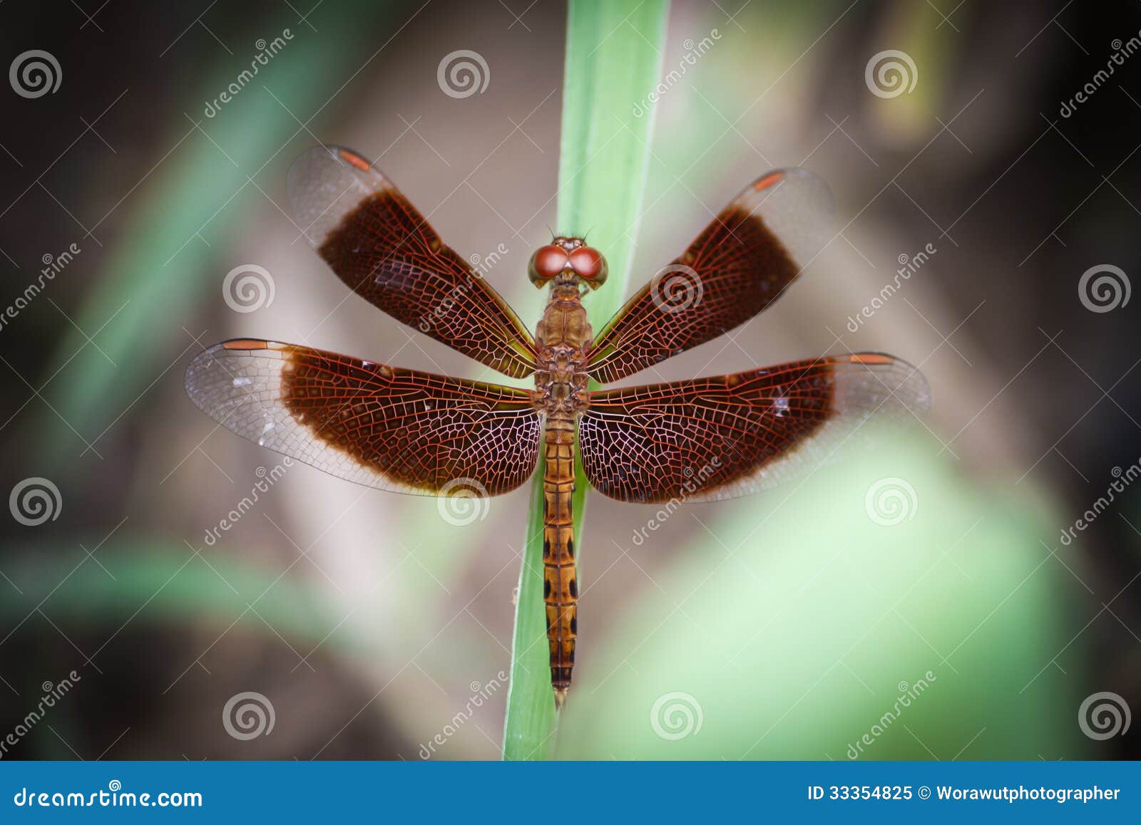 Dragonfly stock image. Image of head, park, orange, blue - 33354825