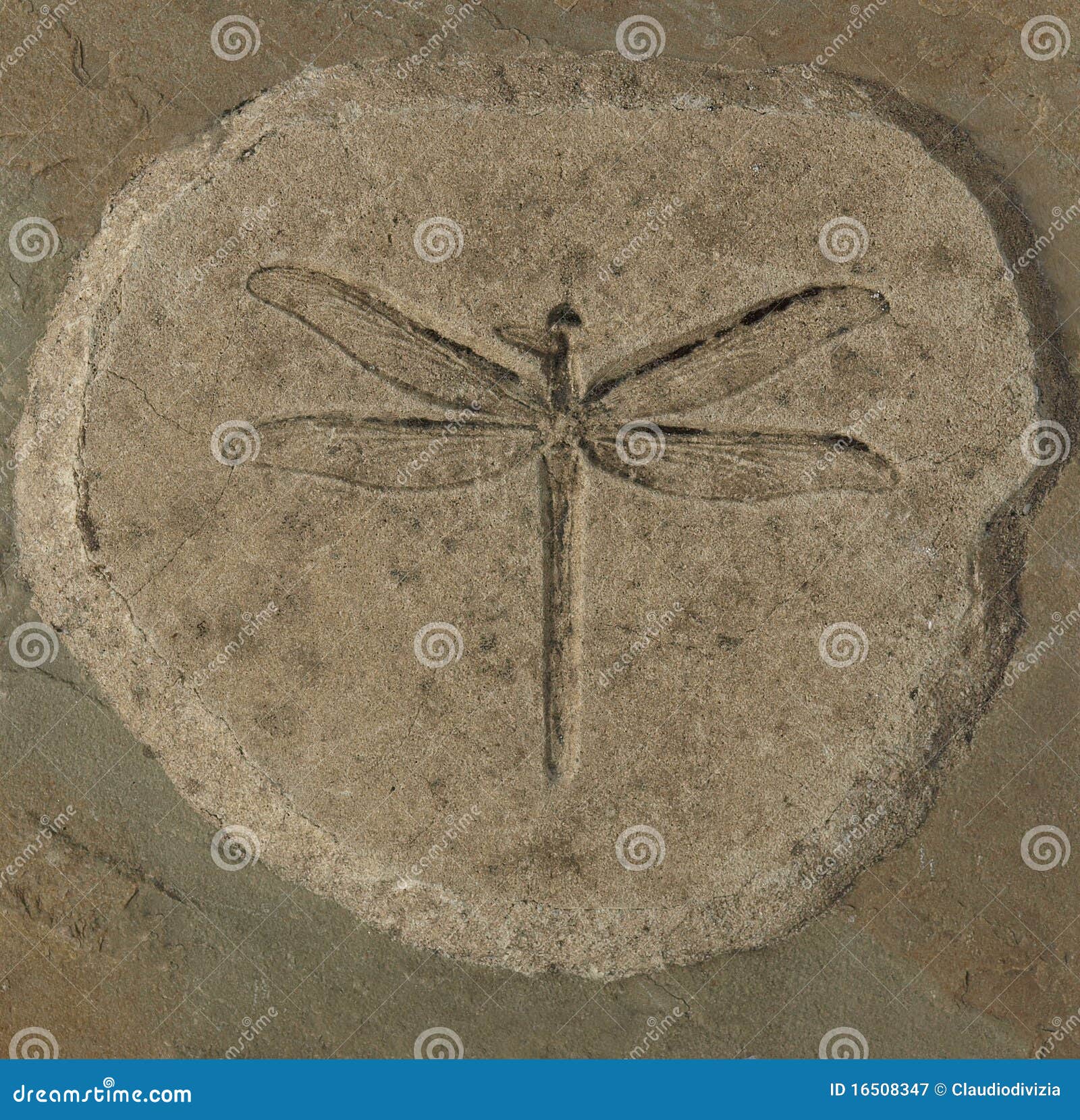 Dragonfly Fossil stock image. Image of ancient, vintage - 16508347