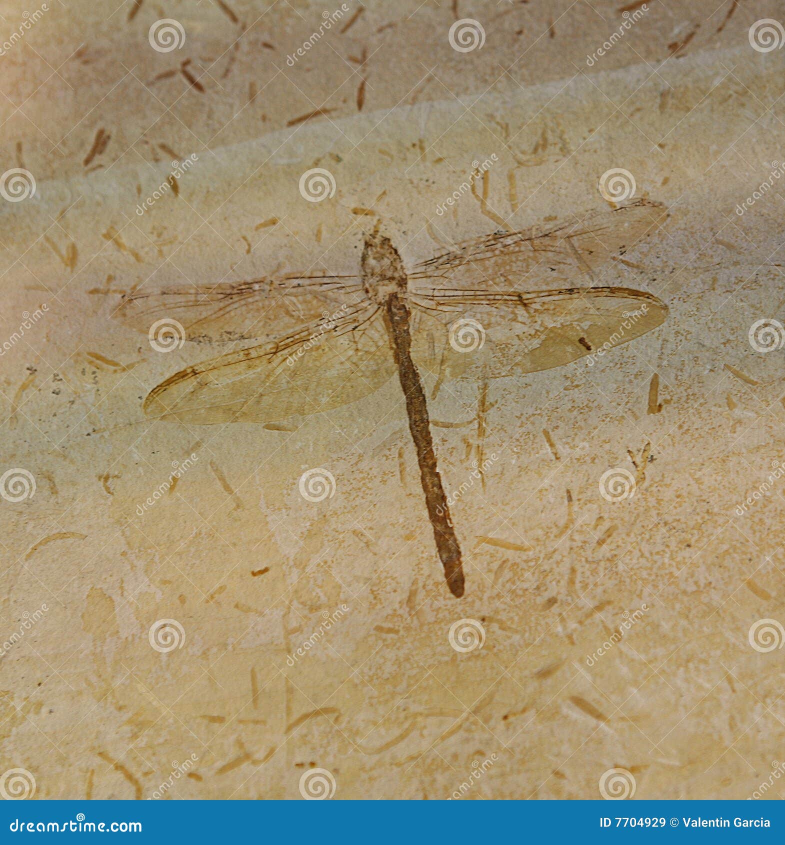 Dragonfly Fossil stock image. Image of animals, jurassic - 7704929