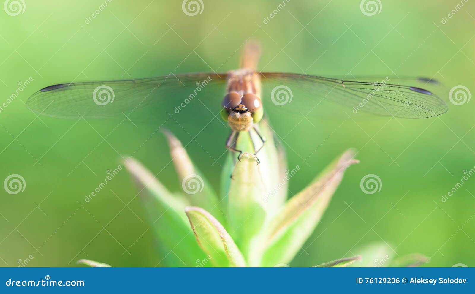 Dragonfly stock photo. Image of dragonfly, green, sitting - 76129206
