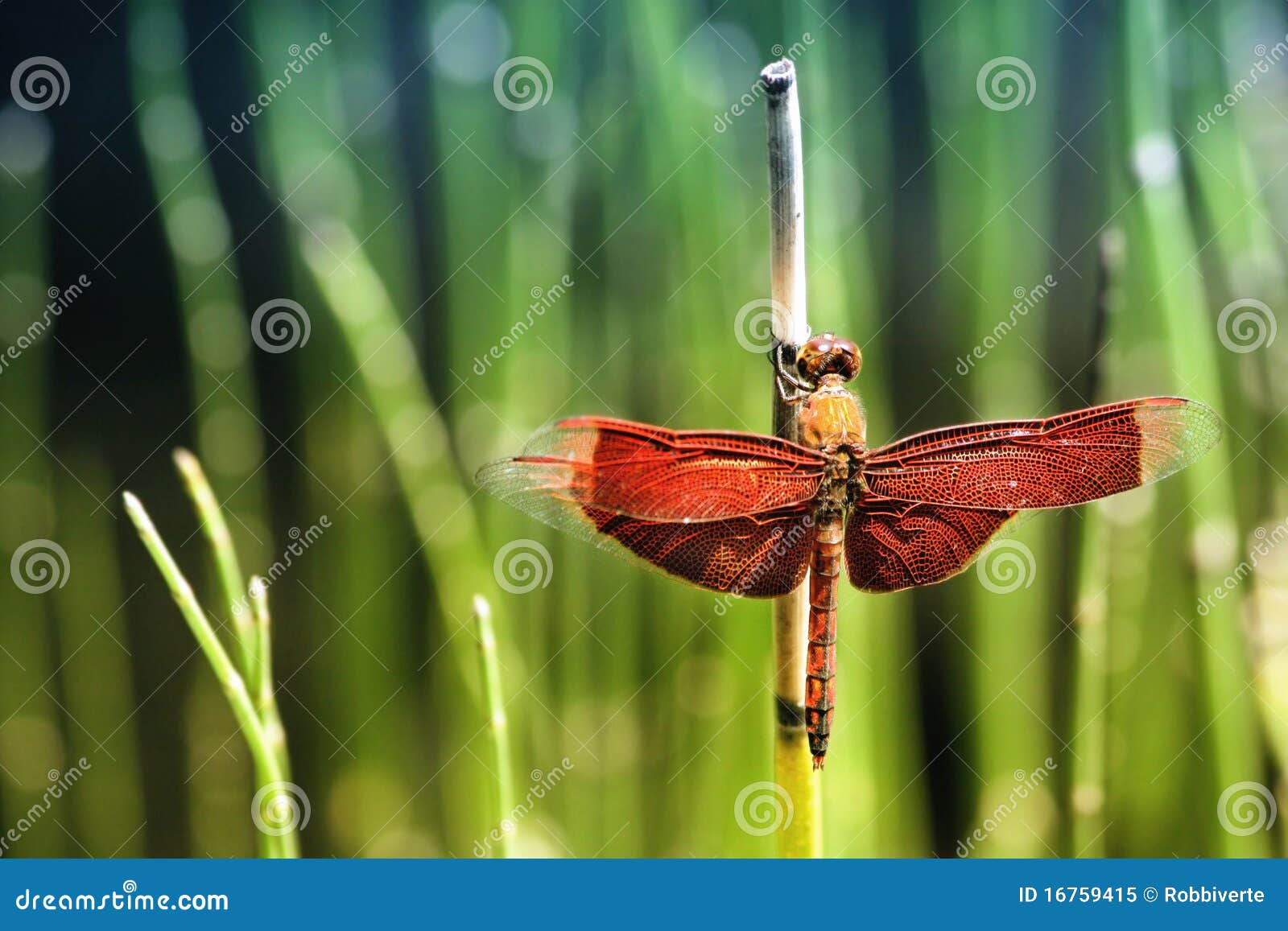 Dragonfly in the garden stock image. Image of life, detail - 16759415