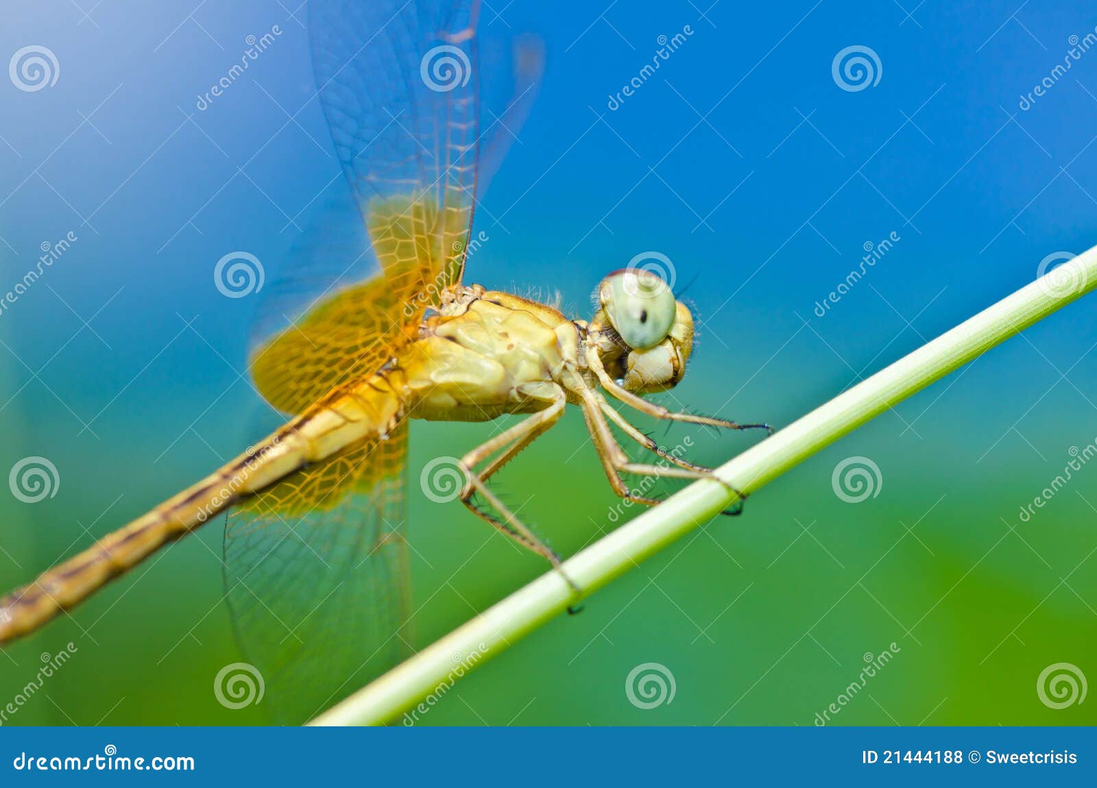 Dragonfly in garden stock photo. Image of arthropod, colorful - 21444188