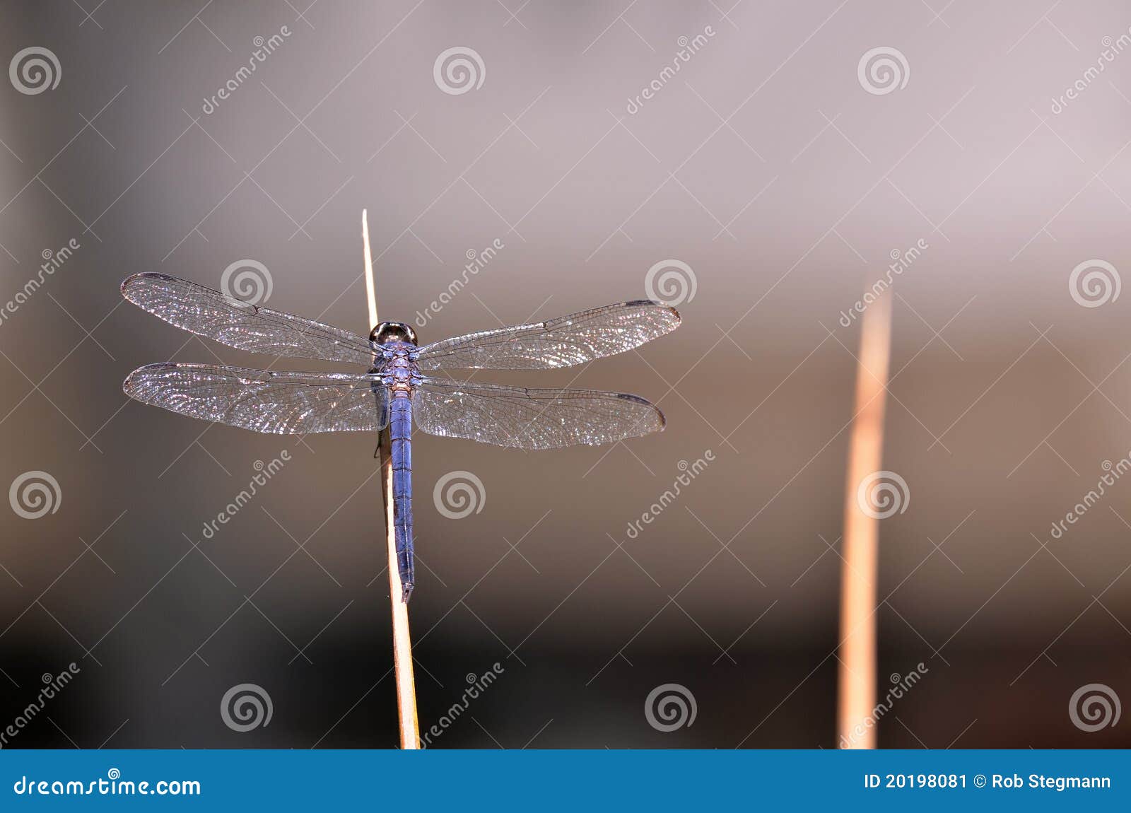 Dragonfly on Garden Reed stock image. Image of background - 20198081