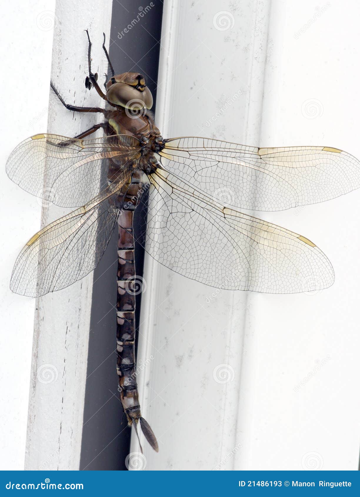 Dragonfly - Genus Didymops stock image. Image of brown - 21486193