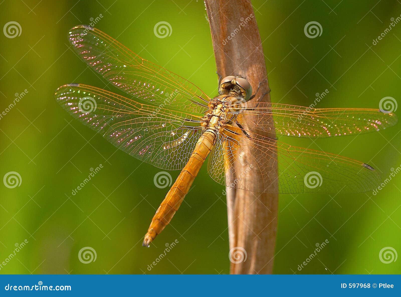 Dragonfly golden stock photo. Image of beautiful, odonata - 597968