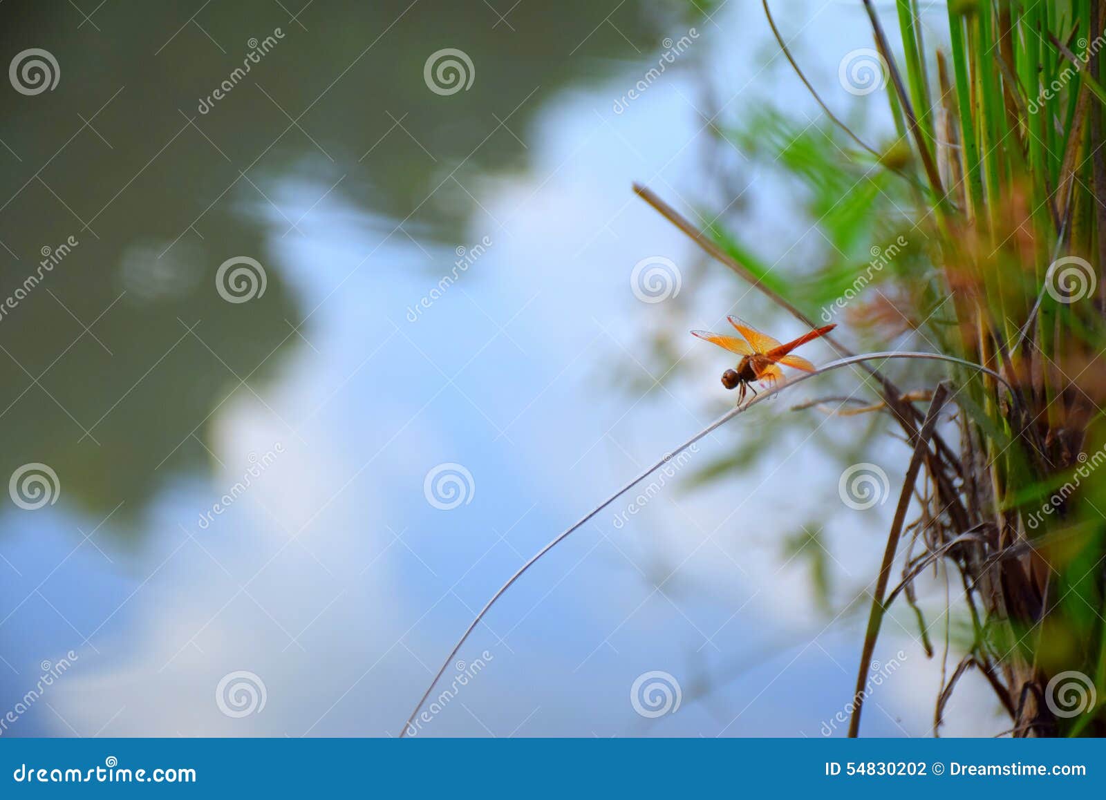 Dragonfly stock photo. Image of dragonfly, stream, gass - 54830202