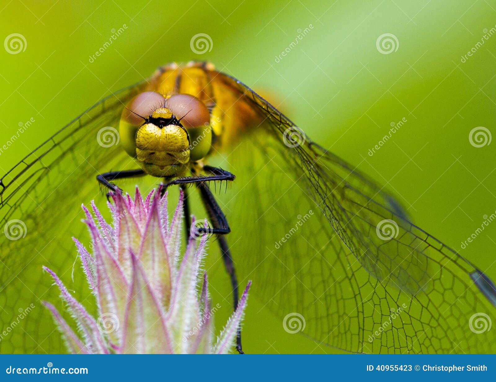 Dragonfly stock image. Image of fragility, animal, macro - 40955423