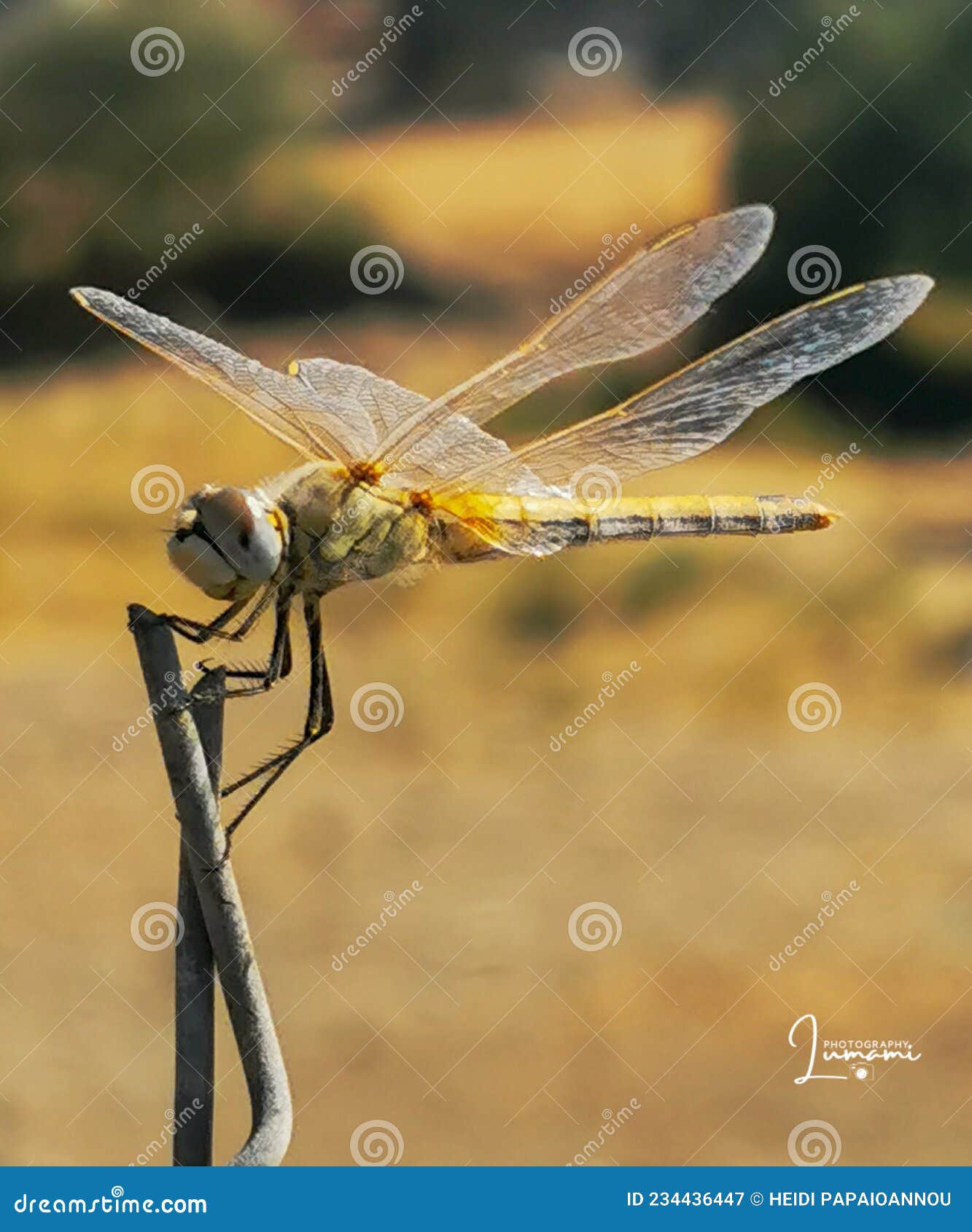 Dragonfly Greek insects stock image. Image of animal - 234436447