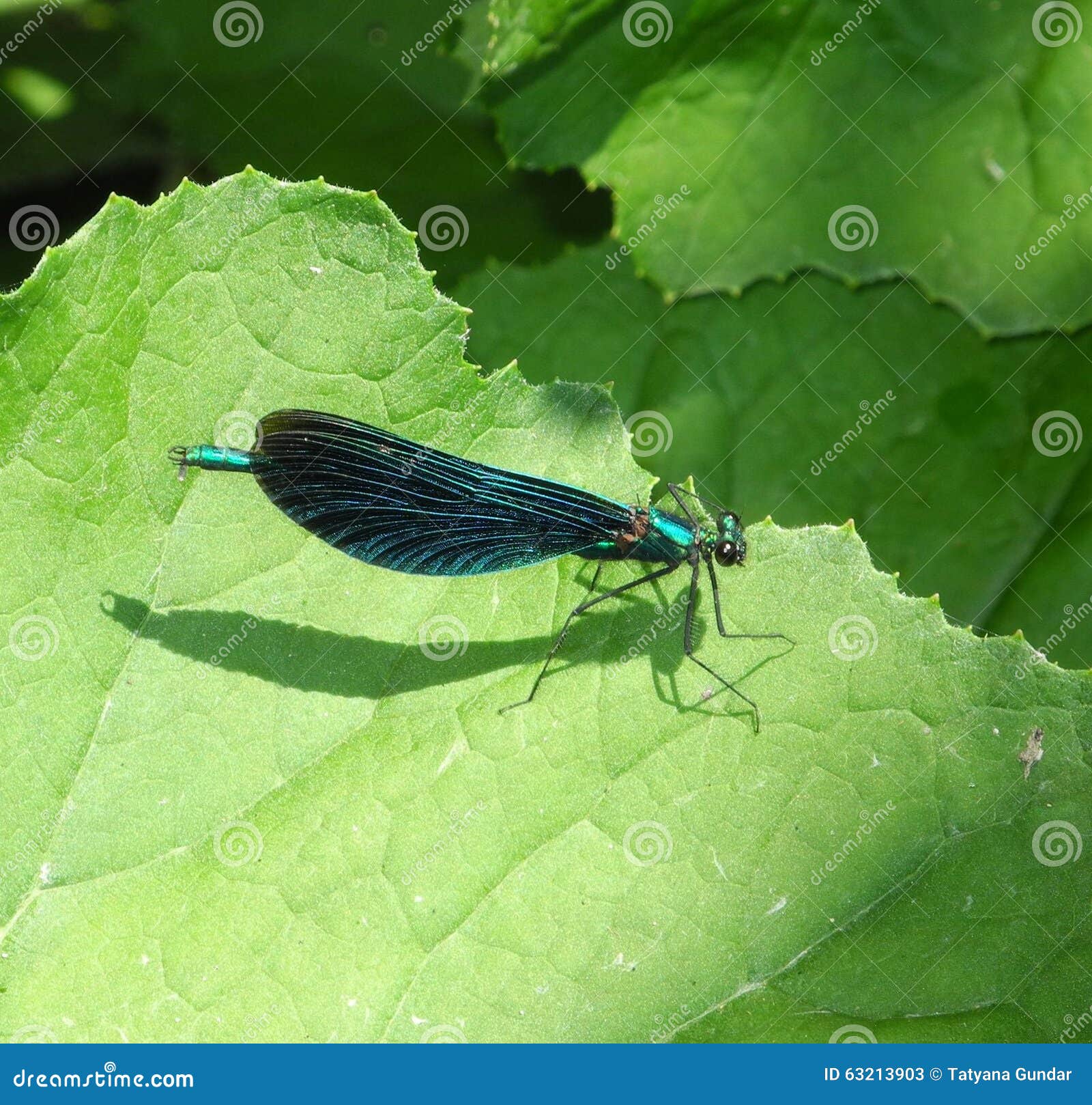Dragonfly stock image. Image of sits, beautiful, needle - 63213903