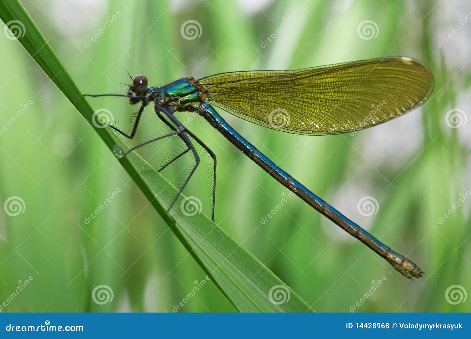 Dragonfly on a green grass stock photo. Image of biology - 14428968