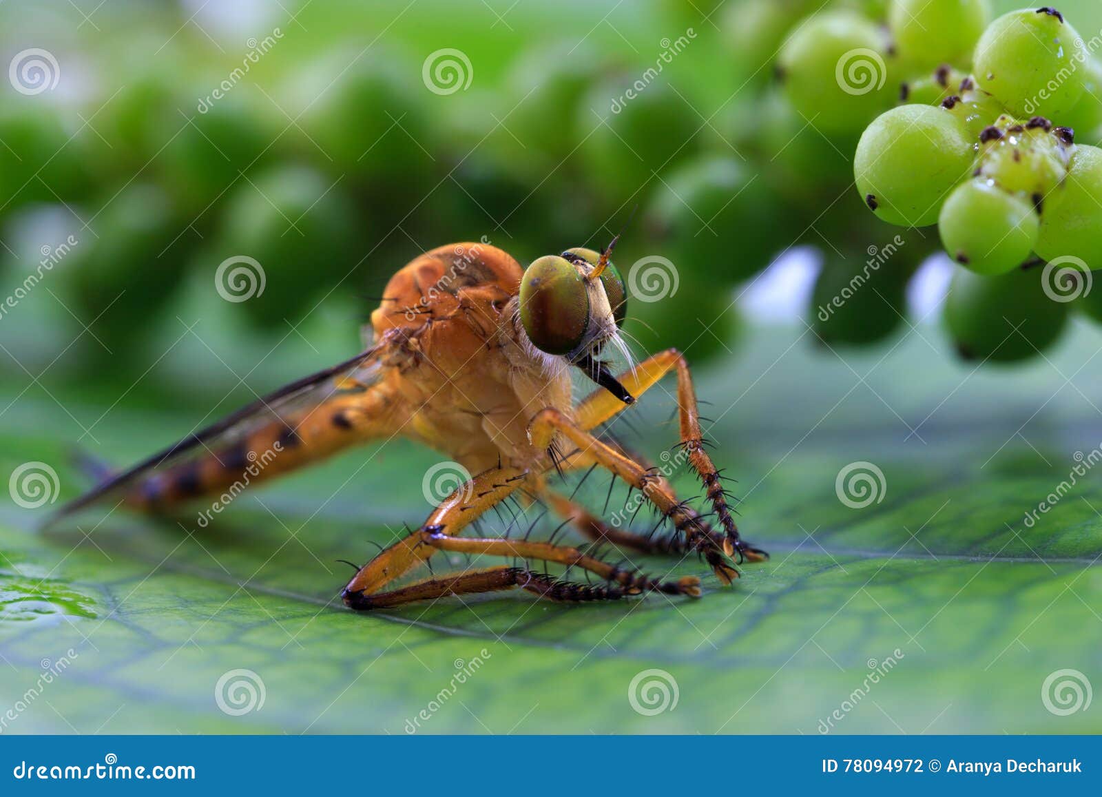 Dragonfly on green leaf stock photo. Image of animal - 78094972