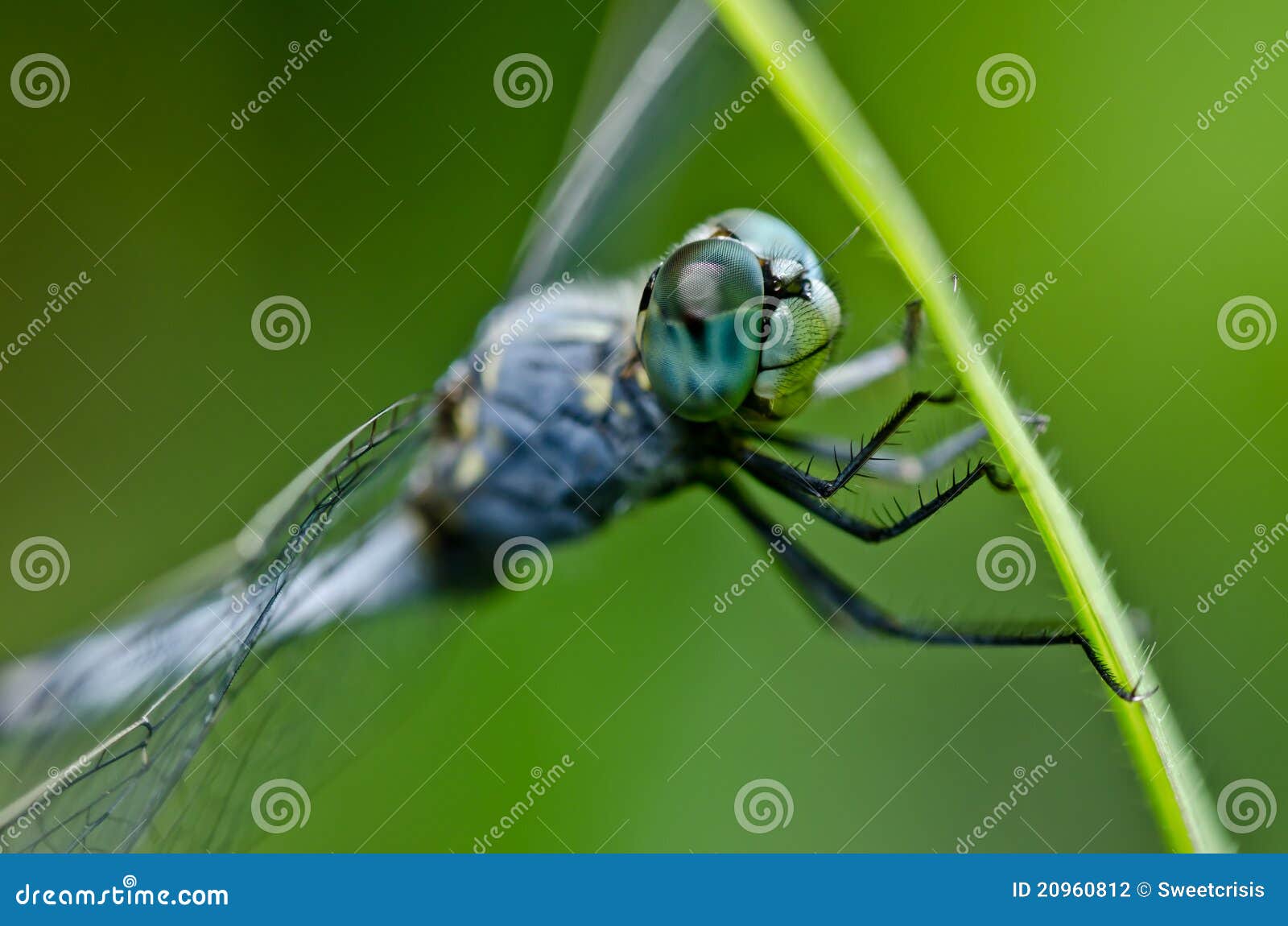 Dragonfly in green nature stock photo. Image of darter - 20960812