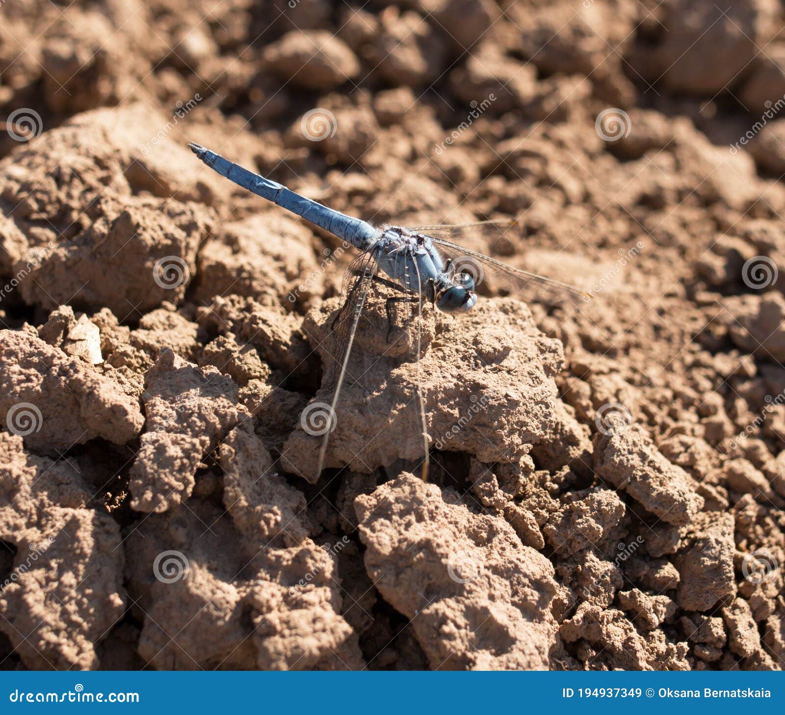 Gray Dragonfly on the Ground Stock Image - Image of dragonfly, nature ...