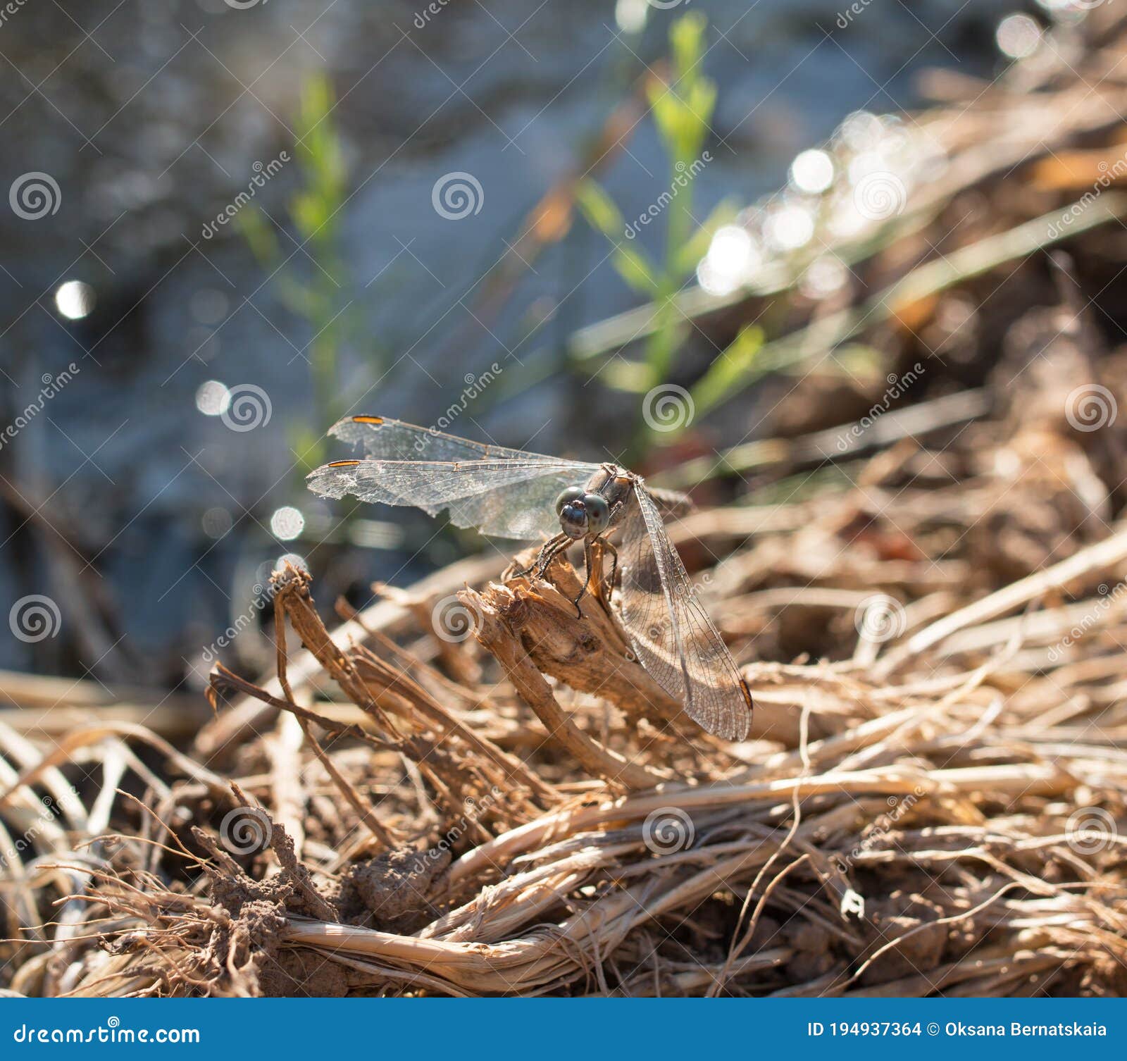 Gray Dragonfly on the Ground Stock Photo - Image of paws, earth: 194937364