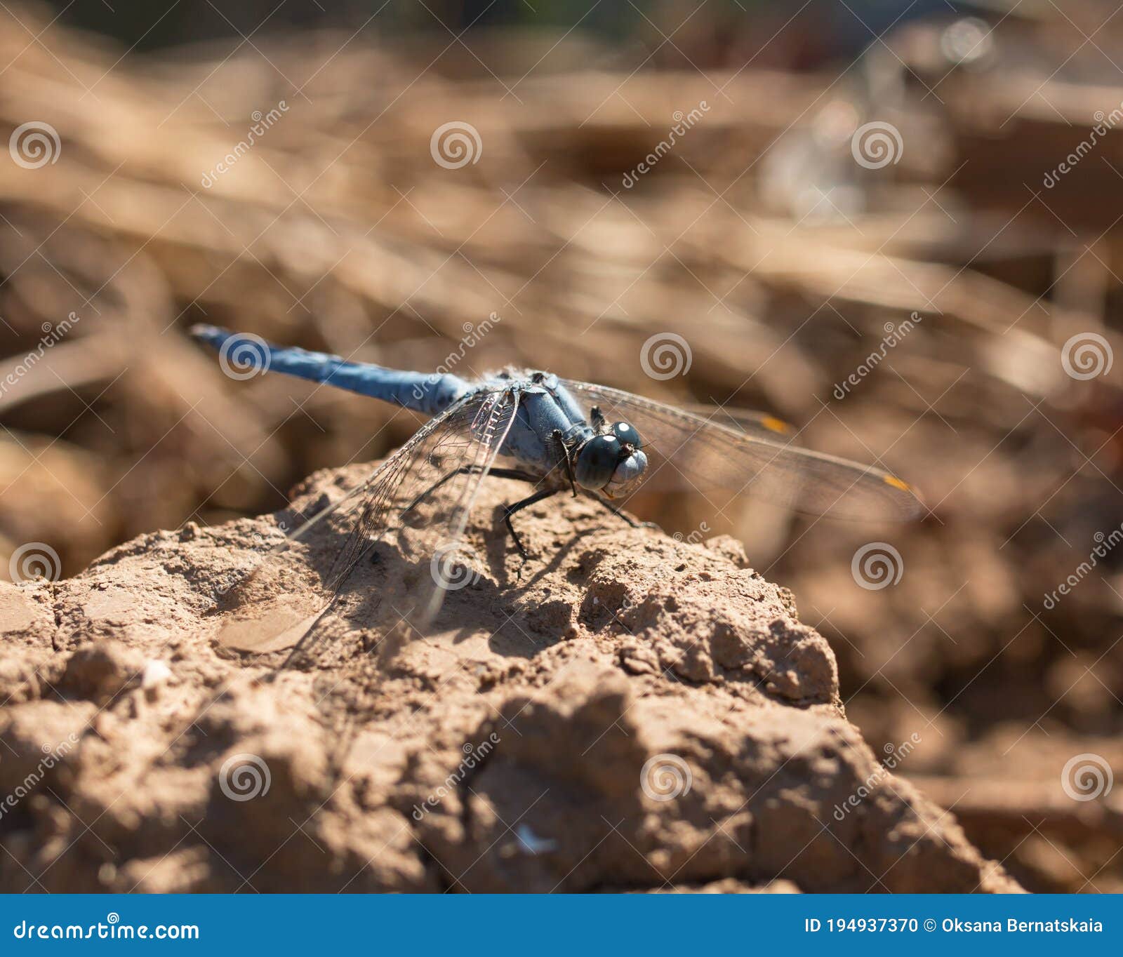 Gray Dragonfly on the Ground Stock Photo - Image of dragonfly, flying ...
