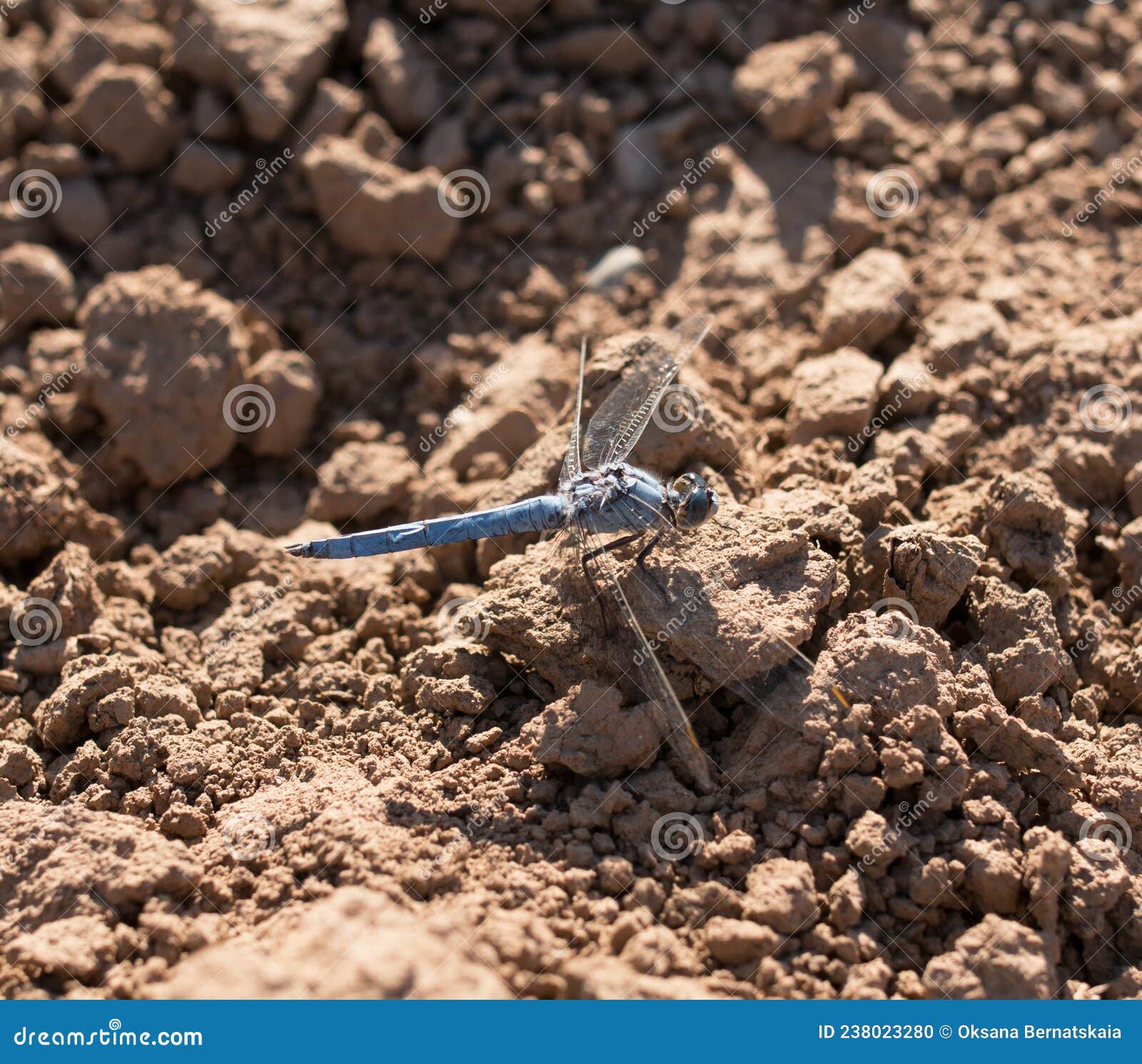 Blue Dragonfly on the Ground Stock Photo - Image of nature, wing: 238023280