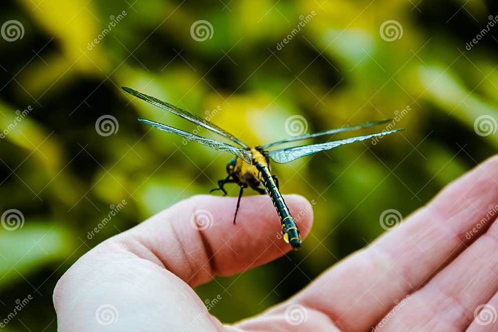 Dragonfly on a hand stock image. Image of macro, dragonfly - 251806351