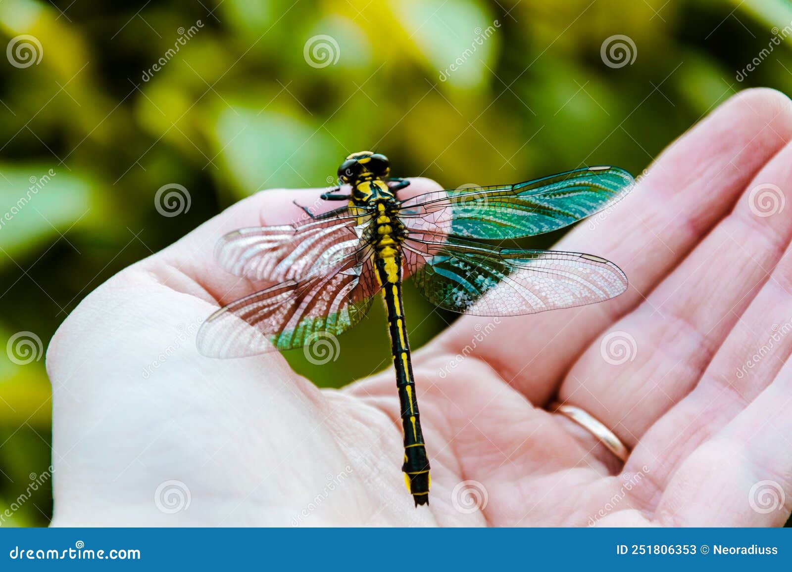 Big Dragonfly Sitting on Finger Stock Image - Image of insect, damsefly ...