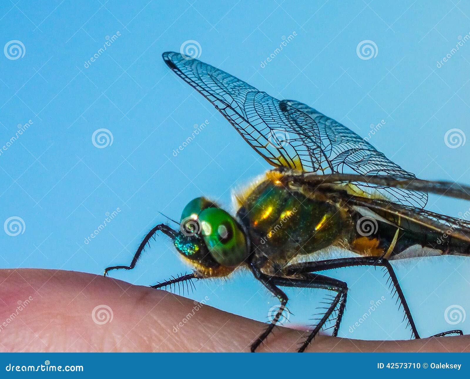 Dragonfly on hand stock photo. Image of wings, eyes, background - 42573710