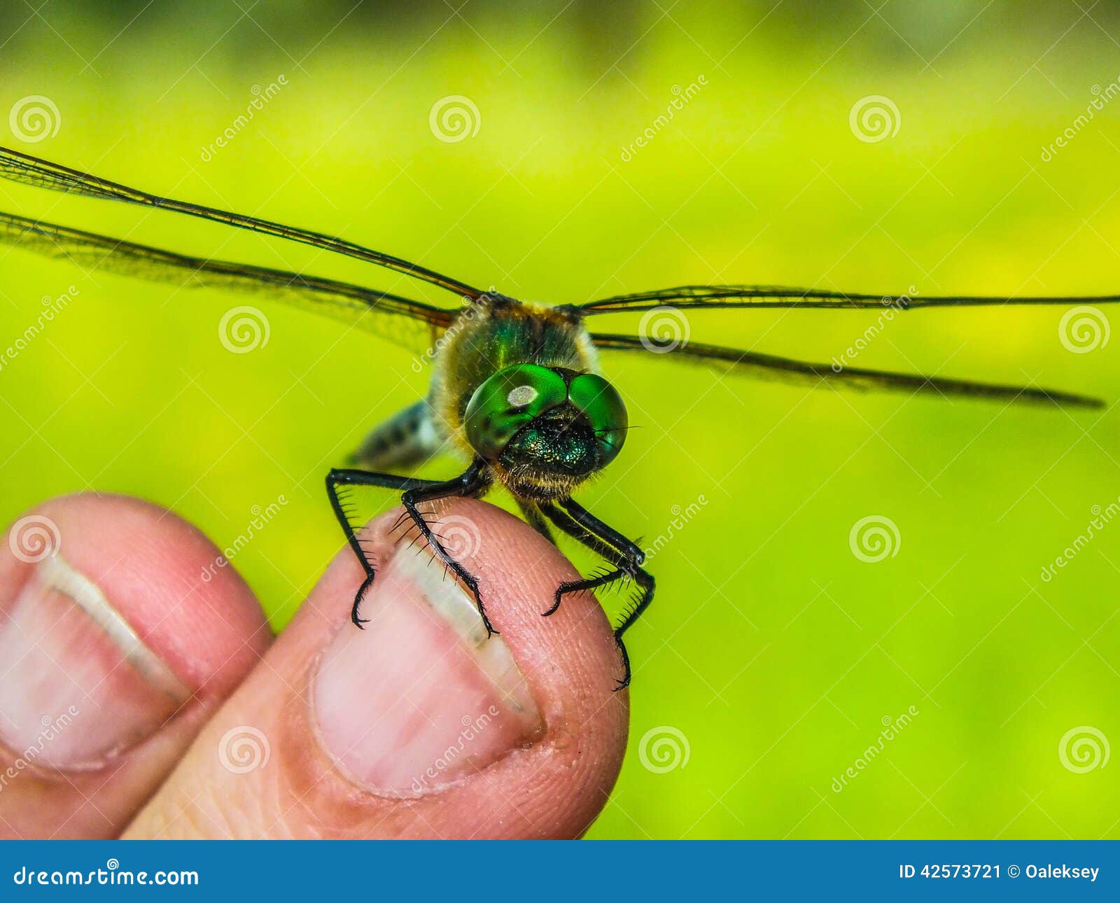 Dragonfly on hand stock image. Image of invertebrate - 42573721