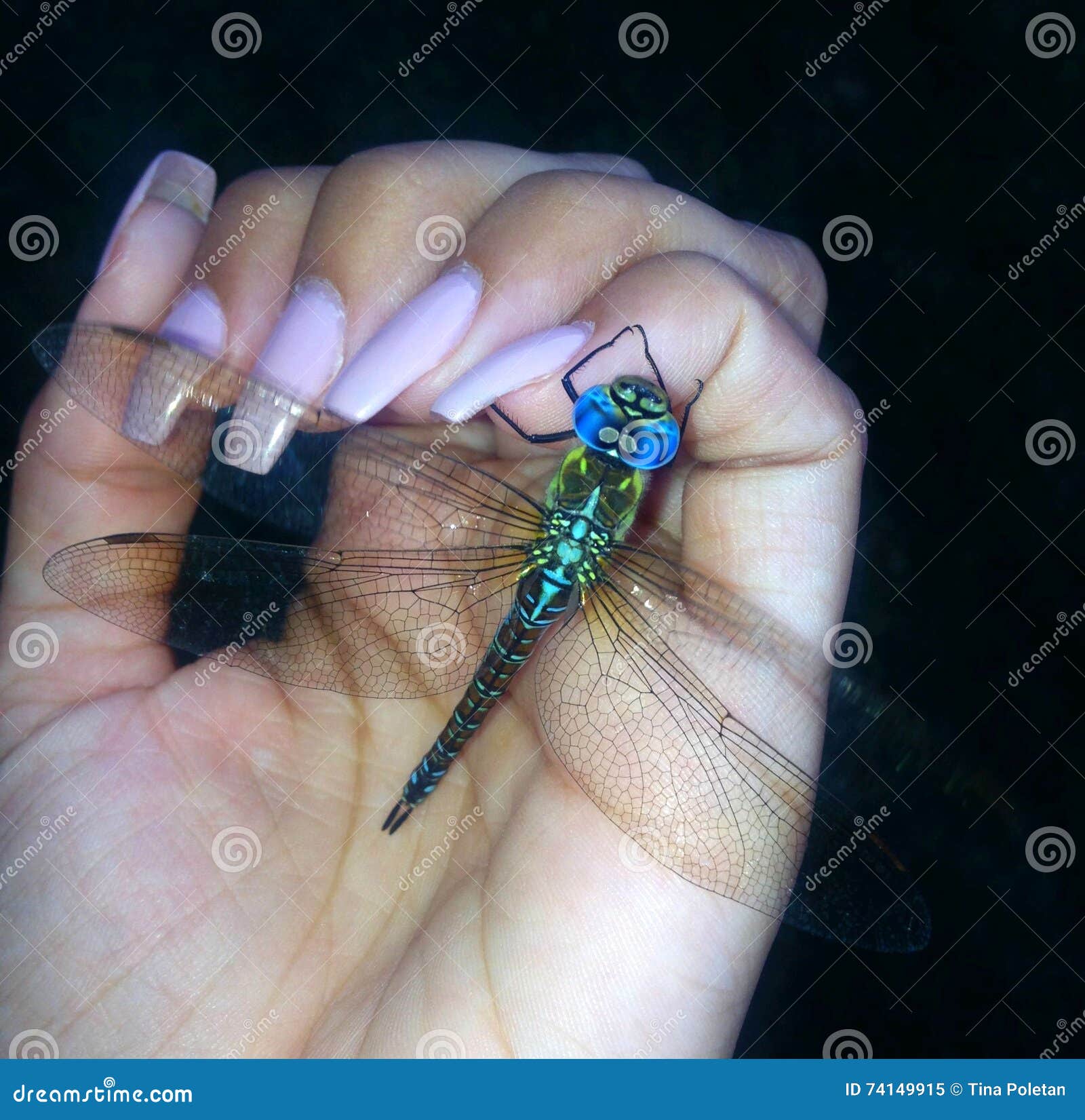Dragonfly on hand stock image. Image of background, nature - 74149915