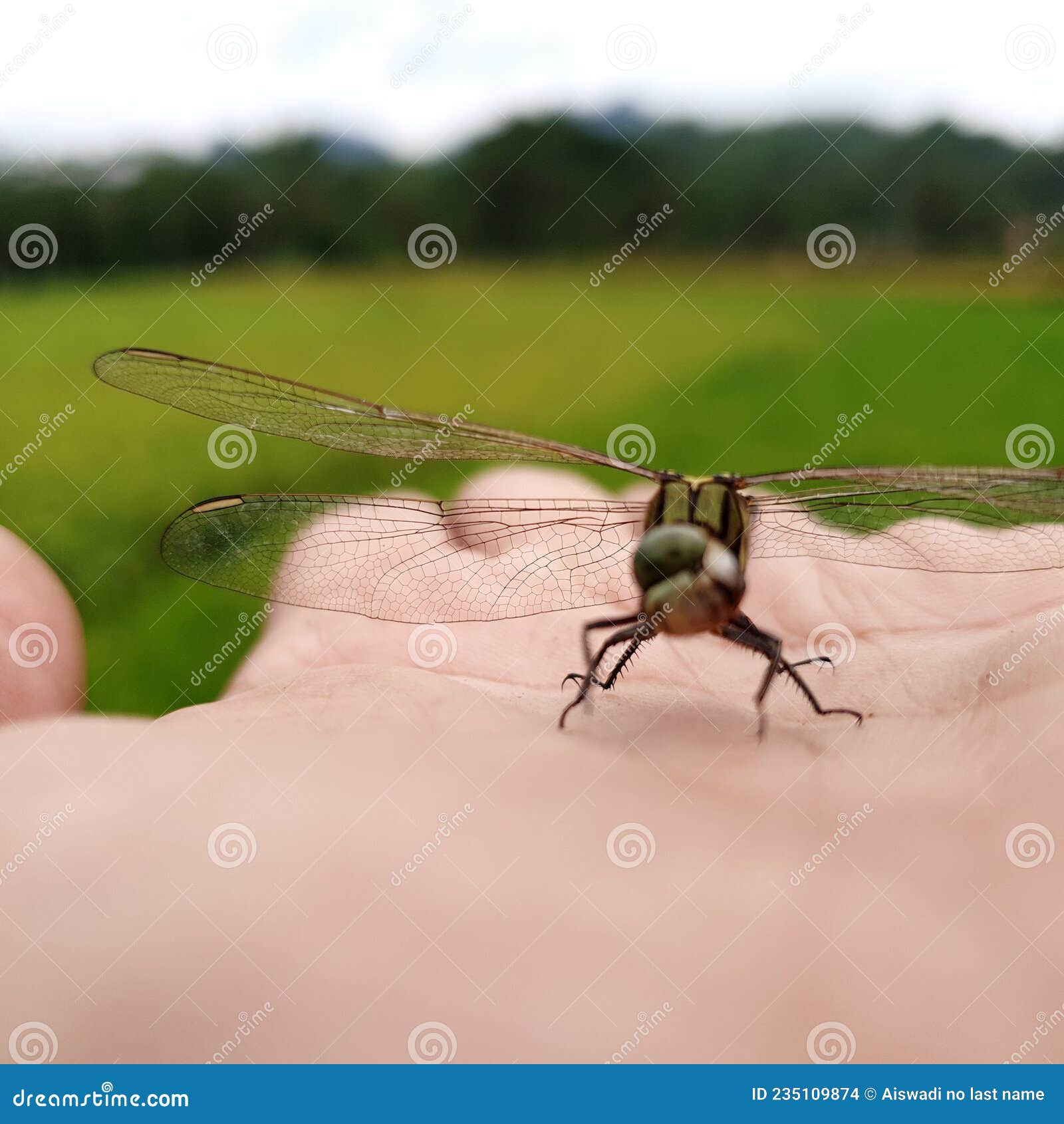 Dragonfly on the hand stock photo. Image of damselfly - 235109874