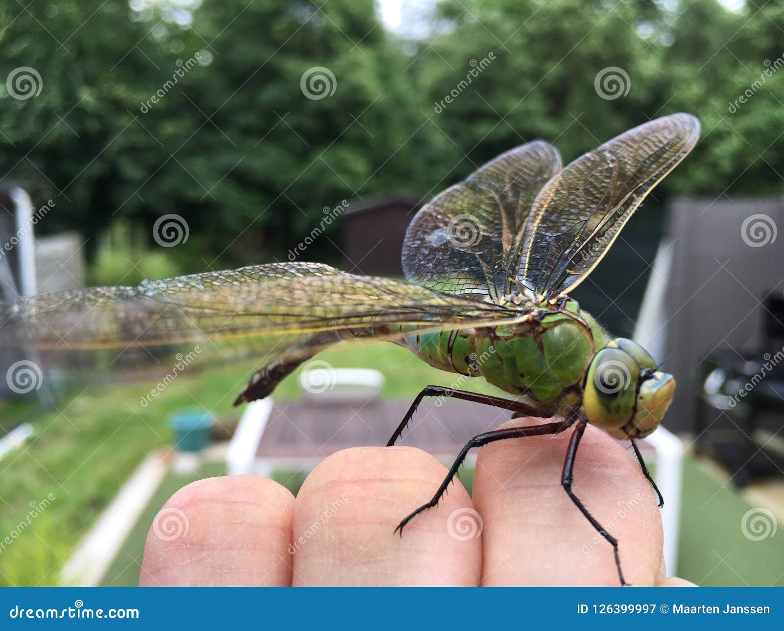 Dragonfly Hand Stock Images - 457 Photos