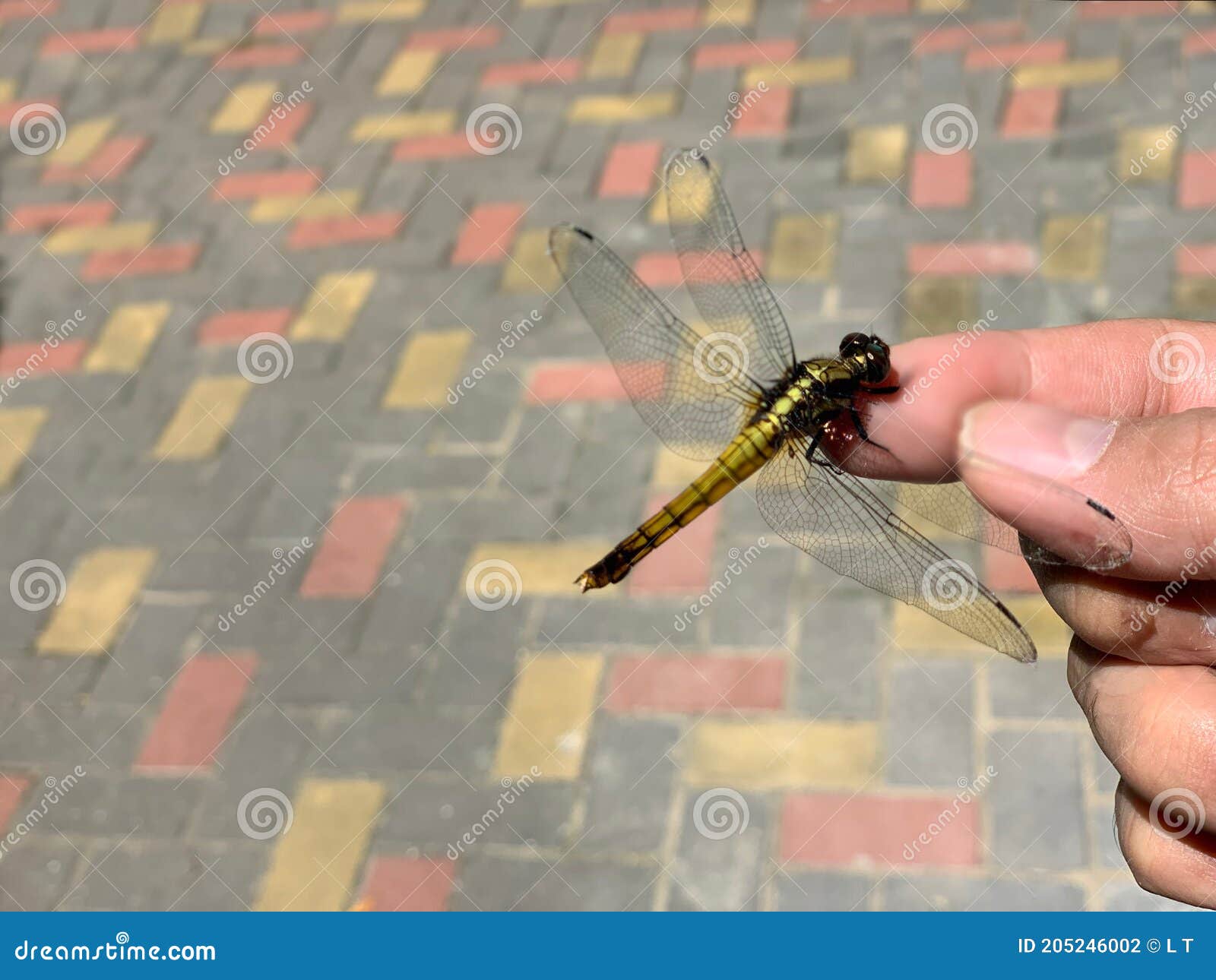 Dragonfly on the hand stock photo. Image of pantala - 205246002