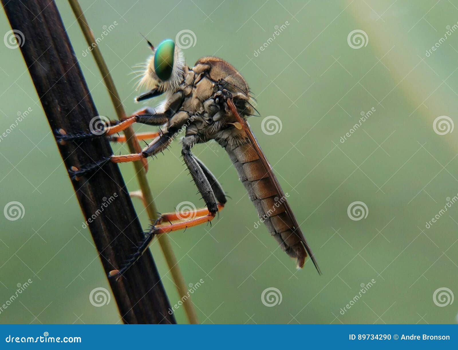 Dragonfly stock photo. Image of dancing, insects, forest - 89734290